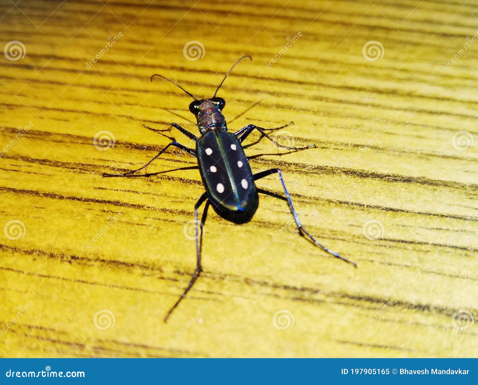 Insect on the table stock image. Image of animal, dragonfly - 197905165