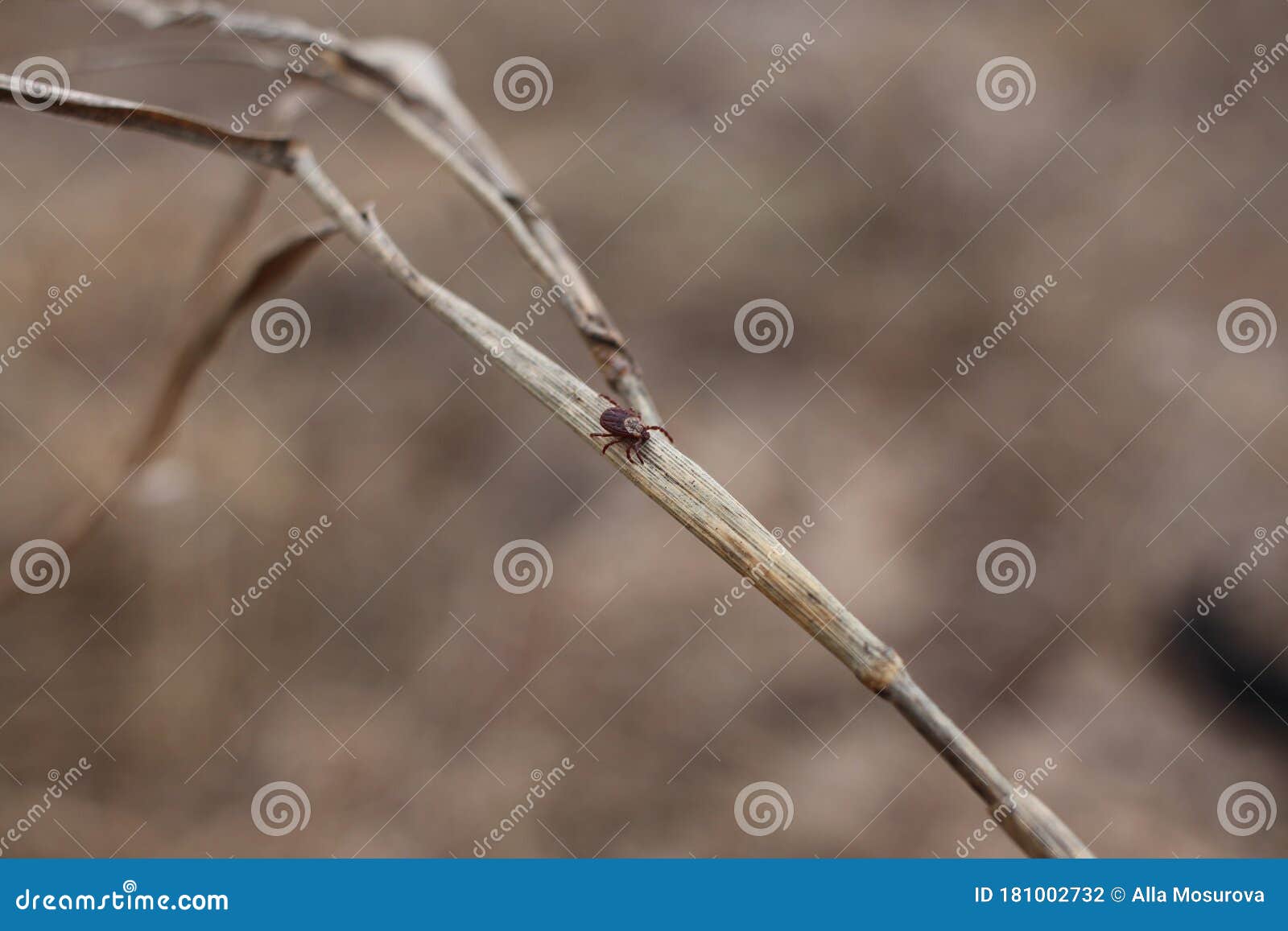 Insect Taiga Tick Ixodes Crawls in the Grass of the Forest a Vector of ...