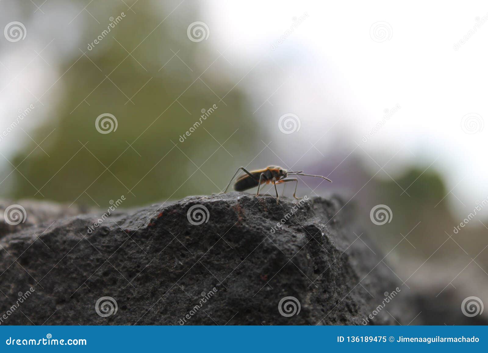 That tiny bug in the wall stock image. Image of rock - 136189475