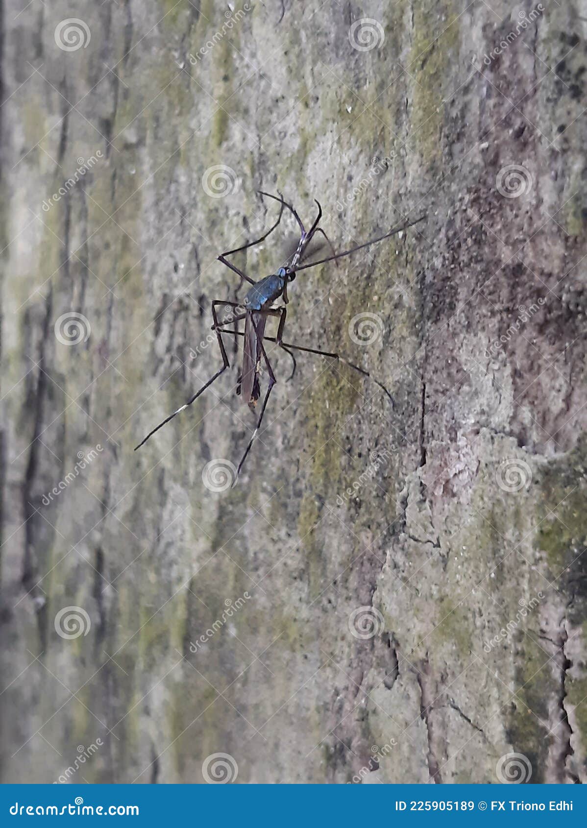 An insect on the teak tree stock image. Image of water - 225905189
