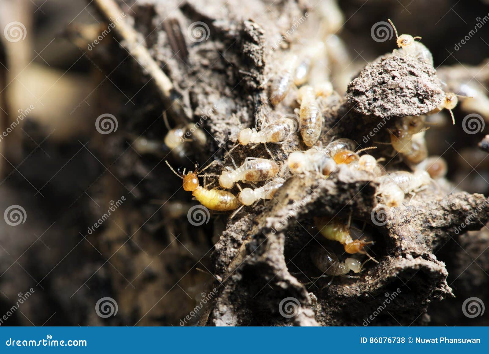 Insect, Termite on the Ground Stock Photo - Image of wildlife, leaf ...