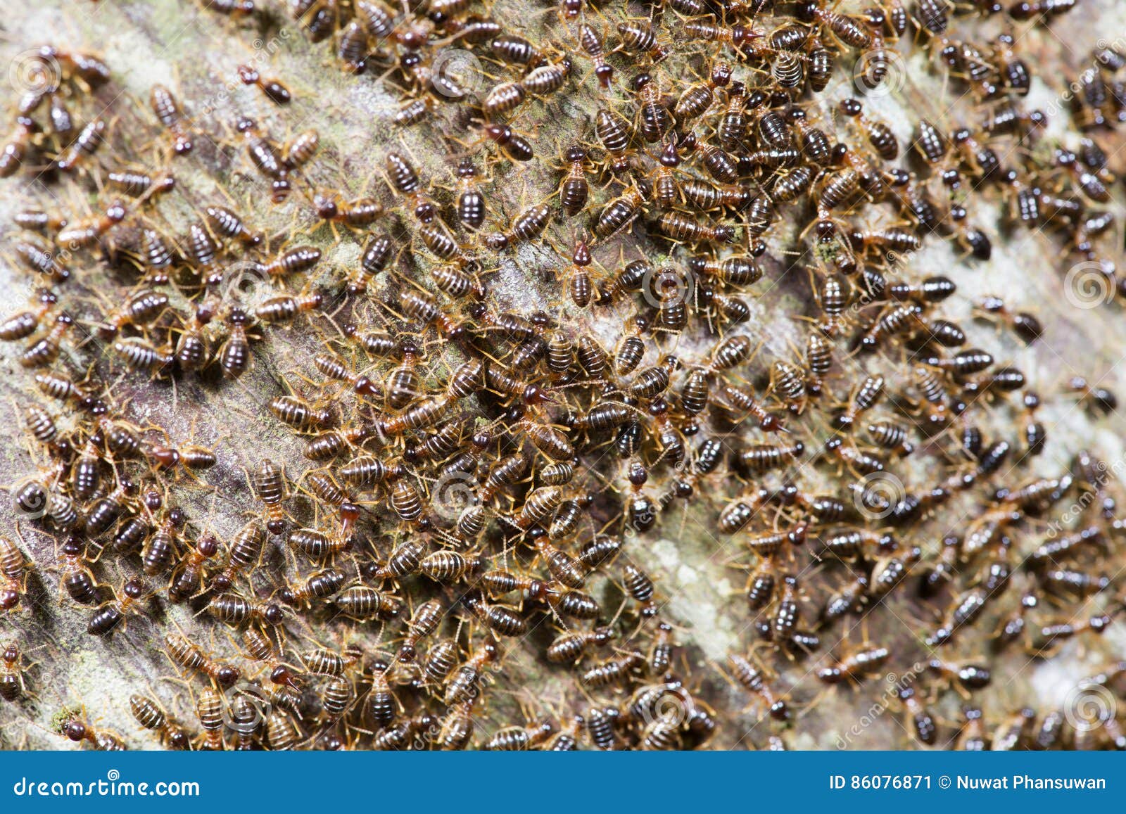 Insect, Termite on the Ground Stock Image - Image of animal, insect ...