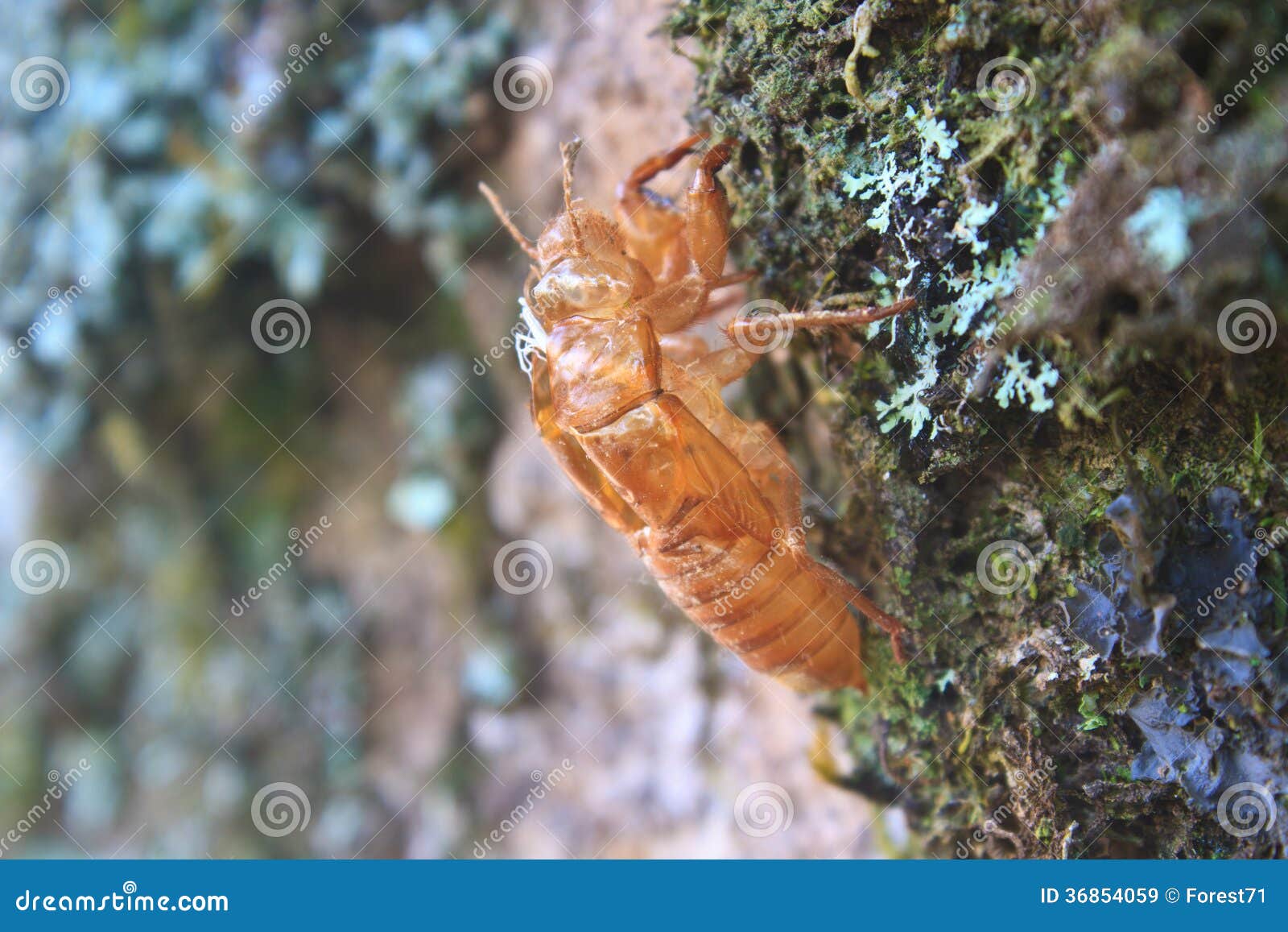 Insect from Thailand stock image. Image of wildlife, summer - 36854059