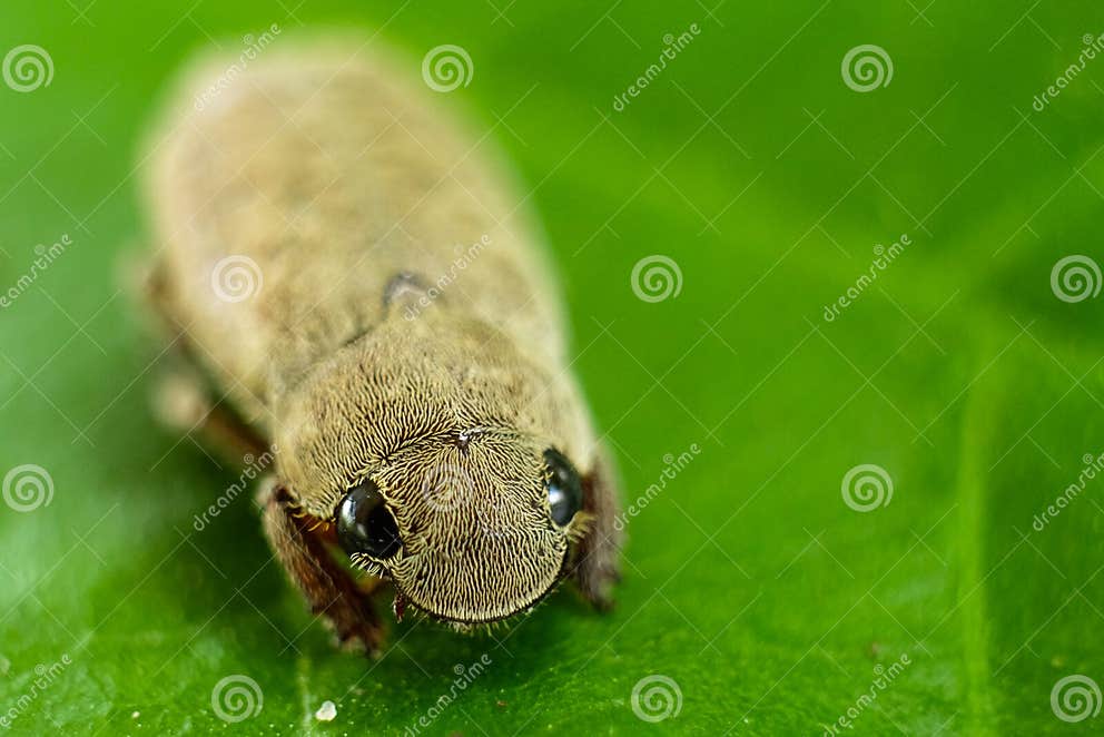 Insect thailand stock photo. Image of thailand, macro - 77776046