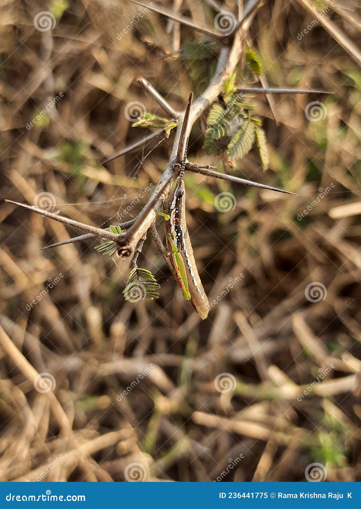An insect on a thorn plant stock image. Image of branch - 236441775