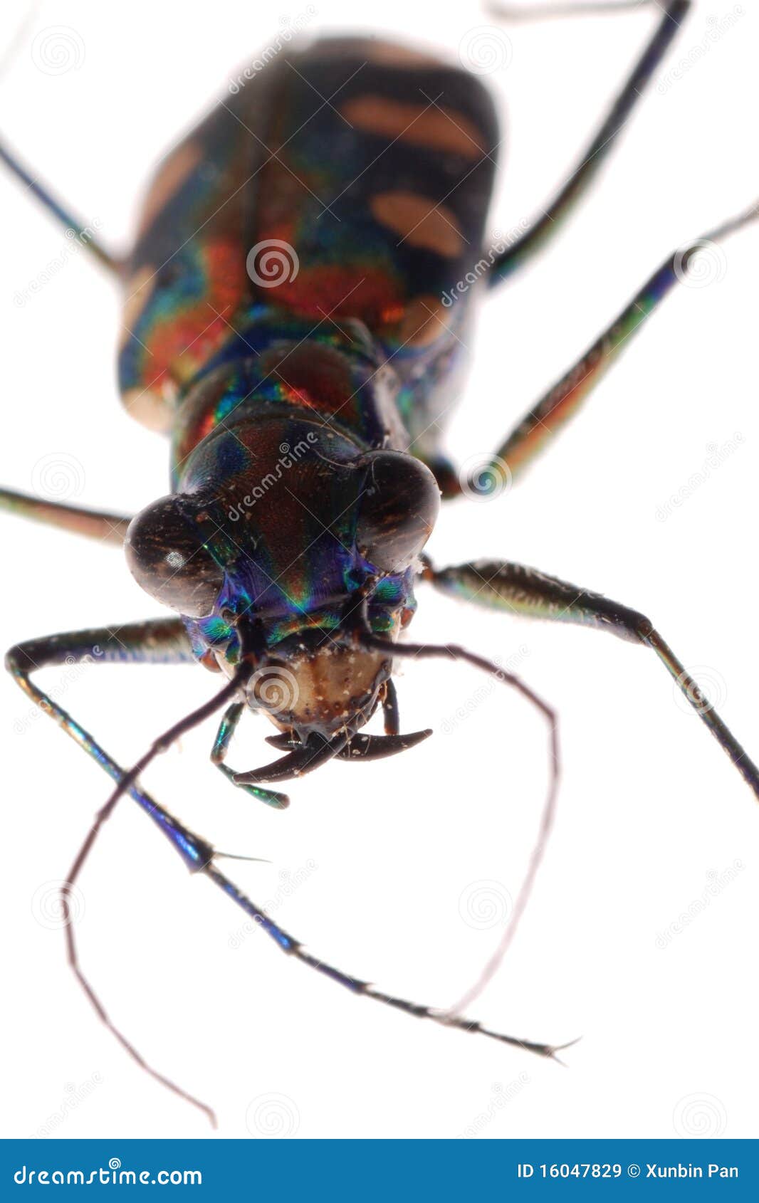 Tiger Beetle Stock Photo | CartoonDealer.com #151468044