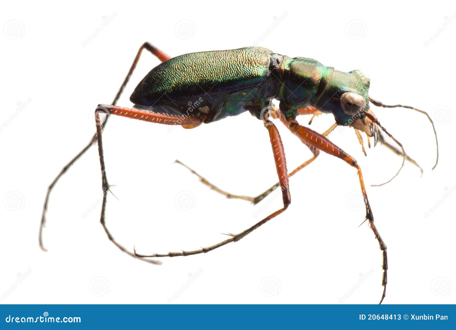 Insect tiger beetle stock image. Image of creature, head - 20648413
