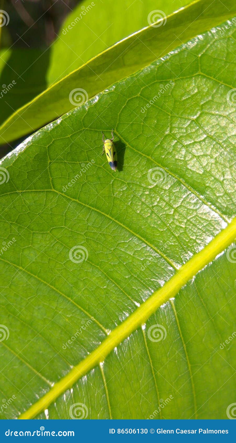 Insect stock photo. Image of pest, insect, tiny, green - 86506130