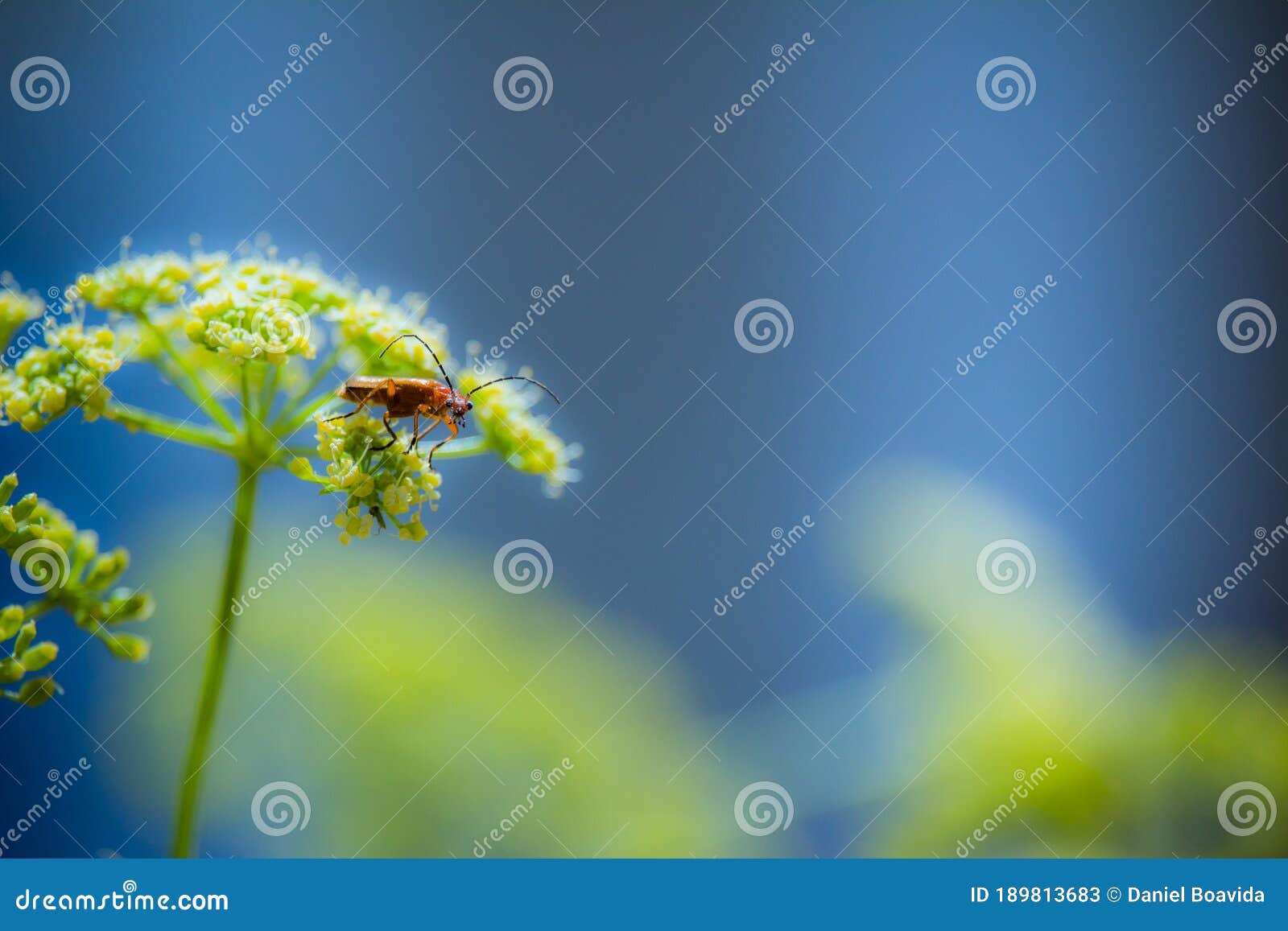 The Insect Took a Smile To the Camera Stock Image - Image of wild ...