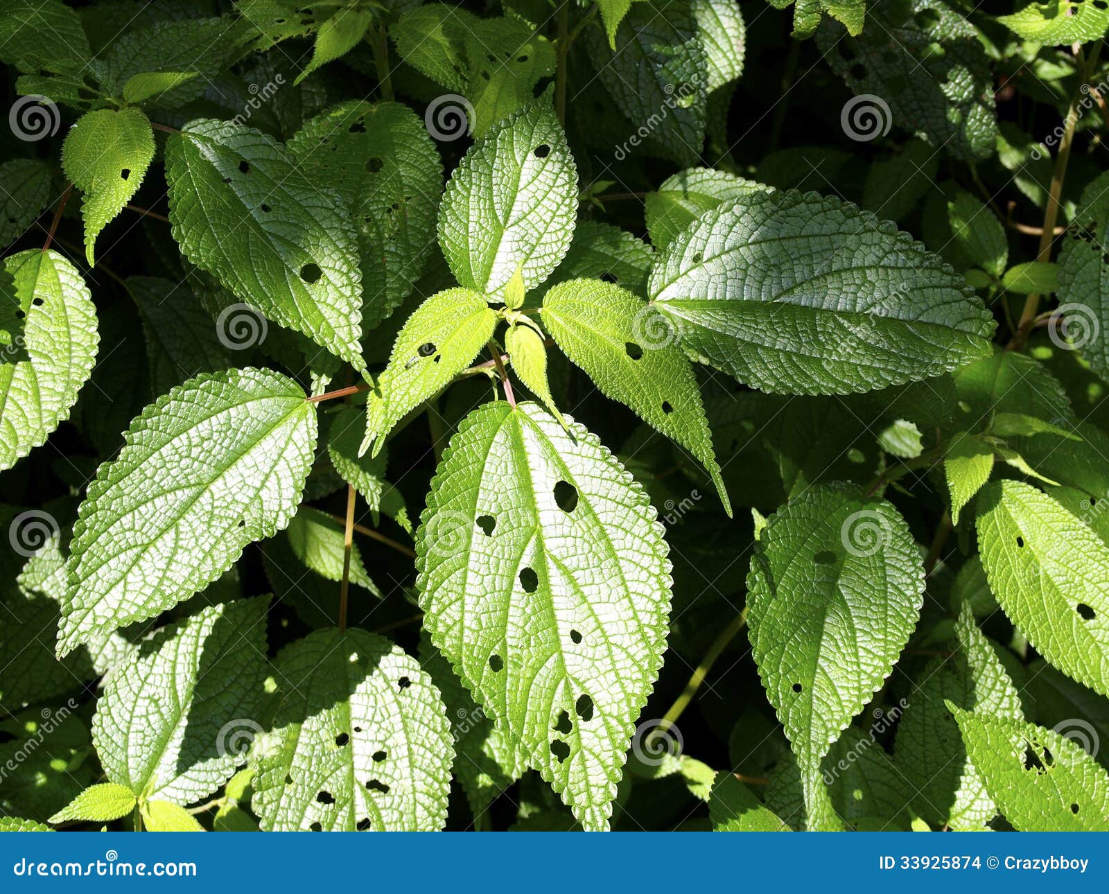 Insect track on the leaves stock photo. Image of leaf - 33925874