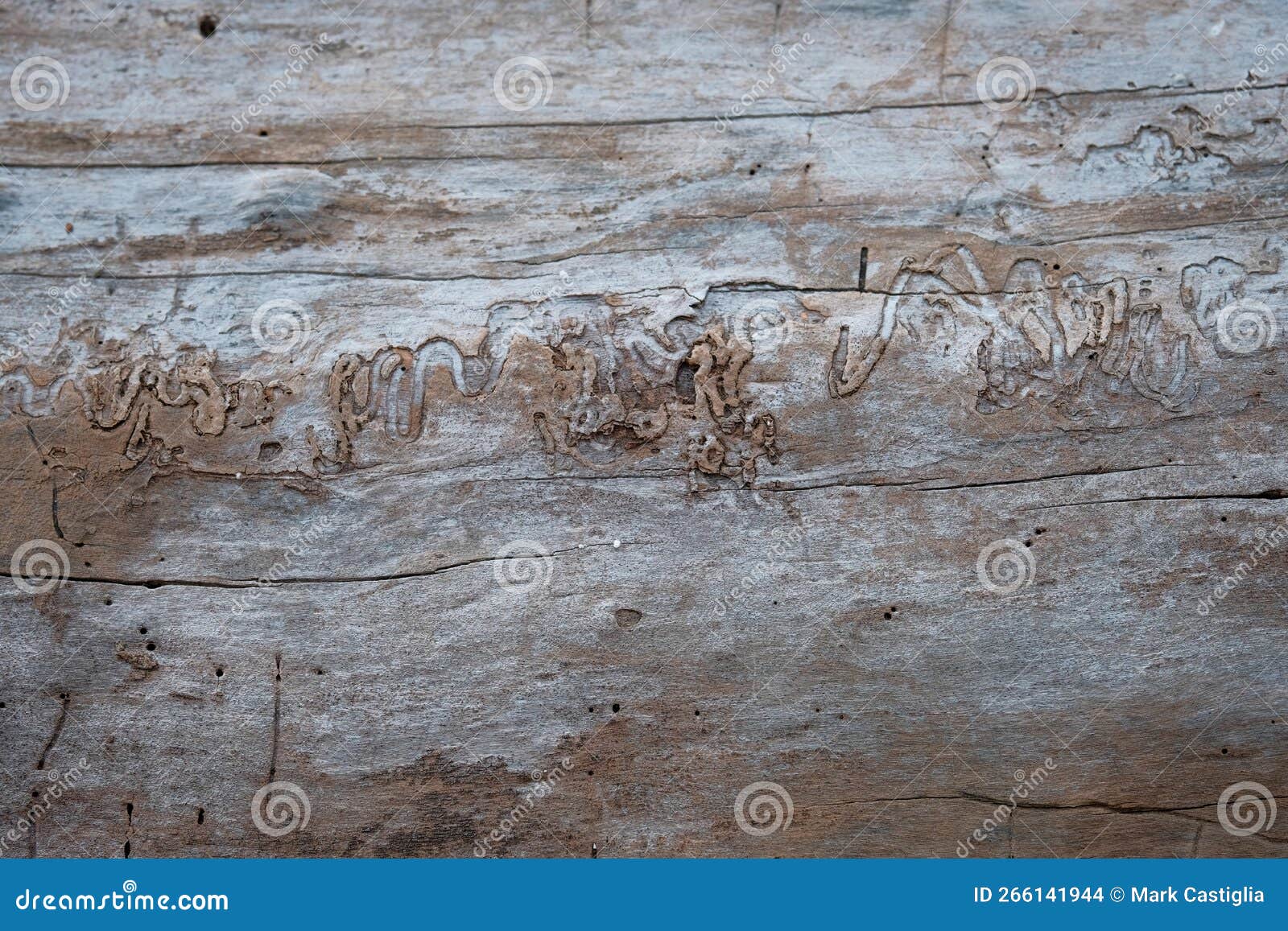 Insect Tracks in Fallen Tree Trunk in Which the Bark Has Eroded Away ...