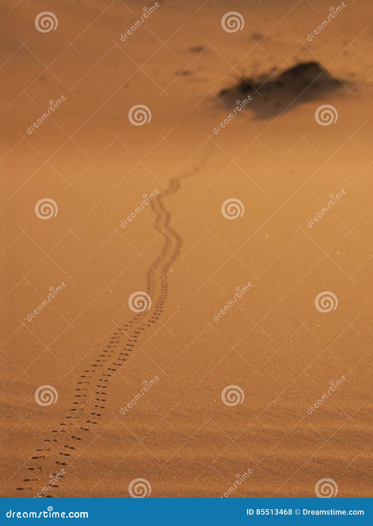 Insect tracks in sand stock photo. Image of sahara, nature - 85513468