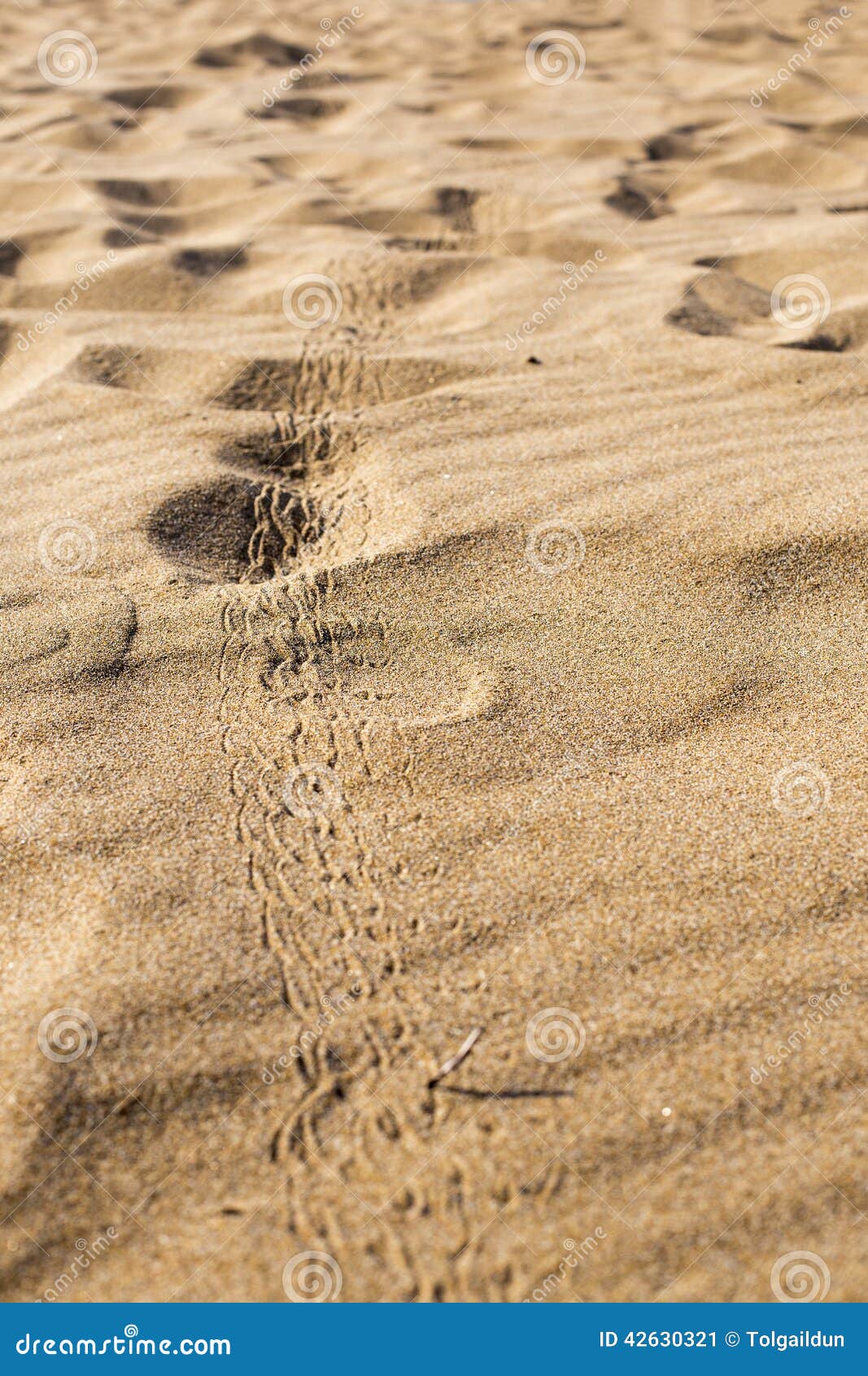 Insect Tracks in the Sand stock image. Image of background - 42630321