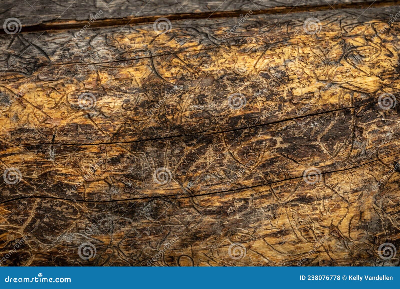 Insect Trails Etched into Fallen Log Stock Photo - Image of close ...