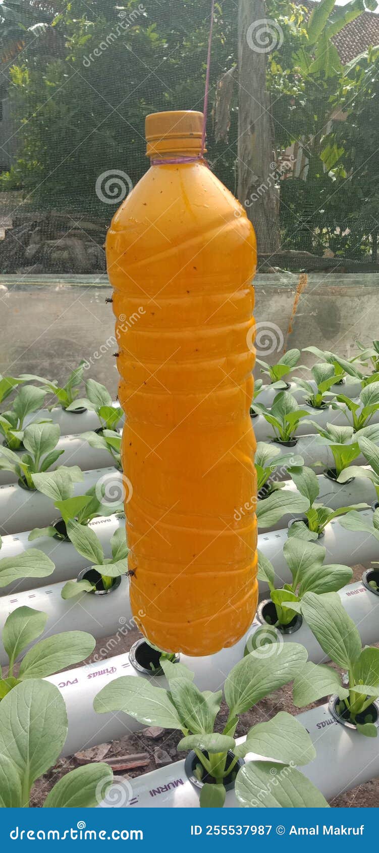 Insect Trap with Environment Friendly Metode Stock Image - Image of ...