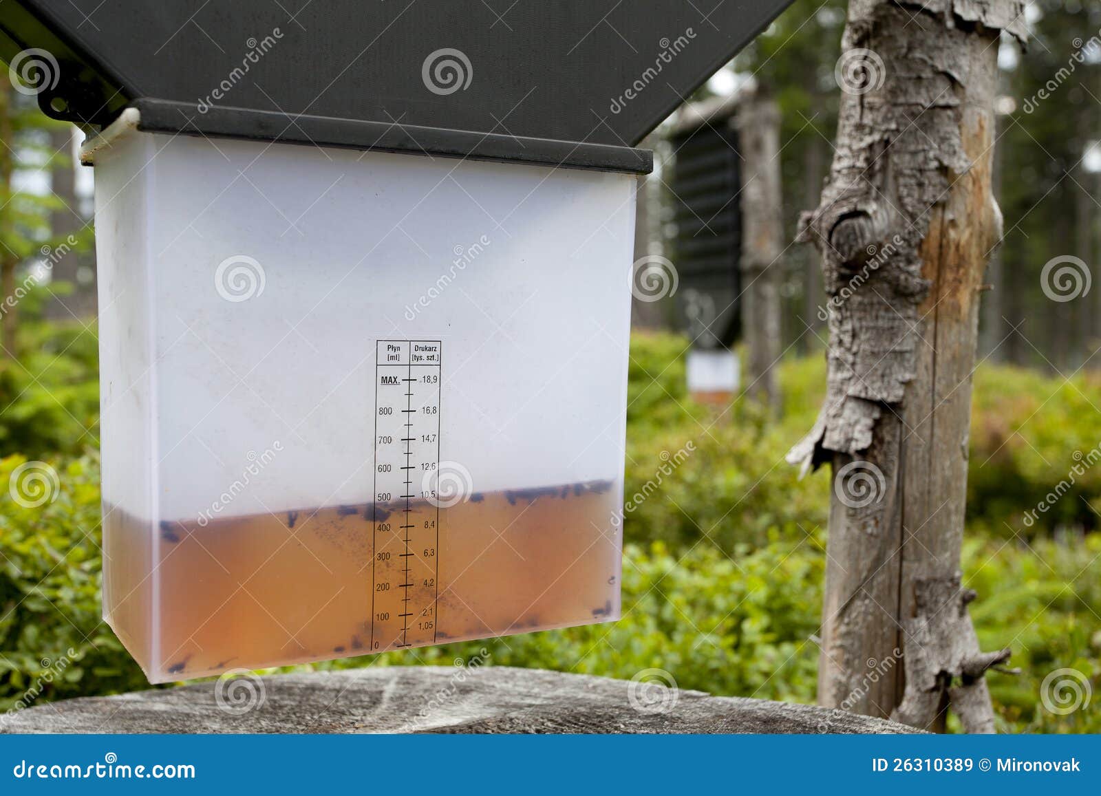 Insect trap in forest stock image. Image of worm, trap - 26310389