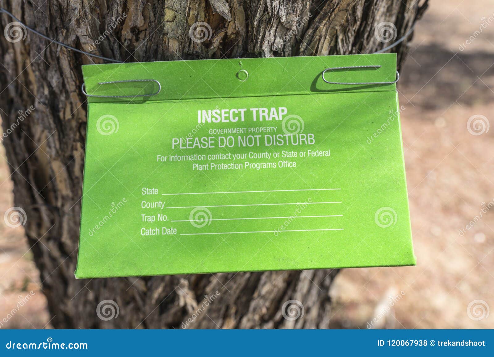 Insect Trap Hanging in Tree Stock Photo - Image of agency, outdoor ...