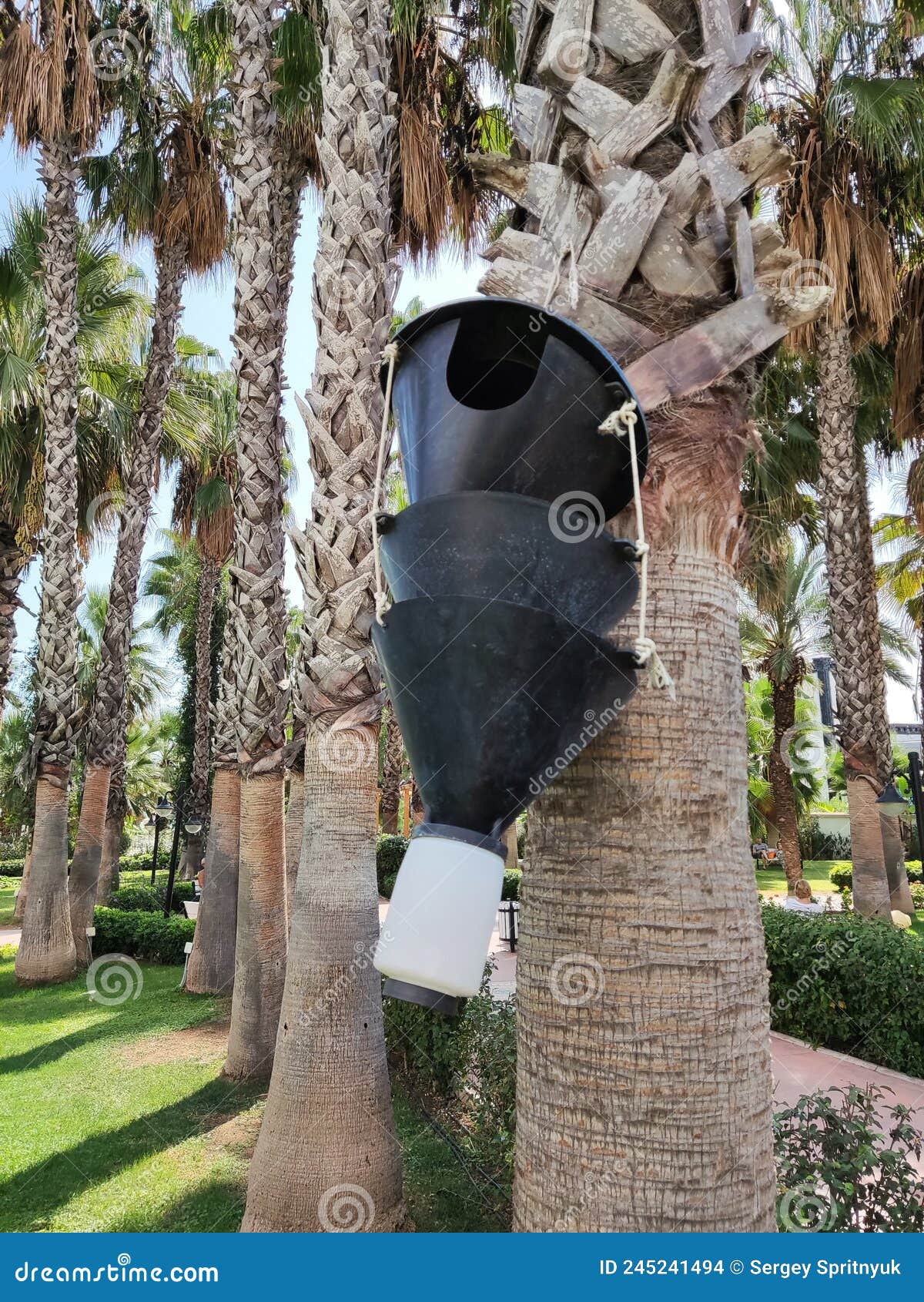 An Insect Trap Suspended from a Palm Tree. it Consists of Three Black ...