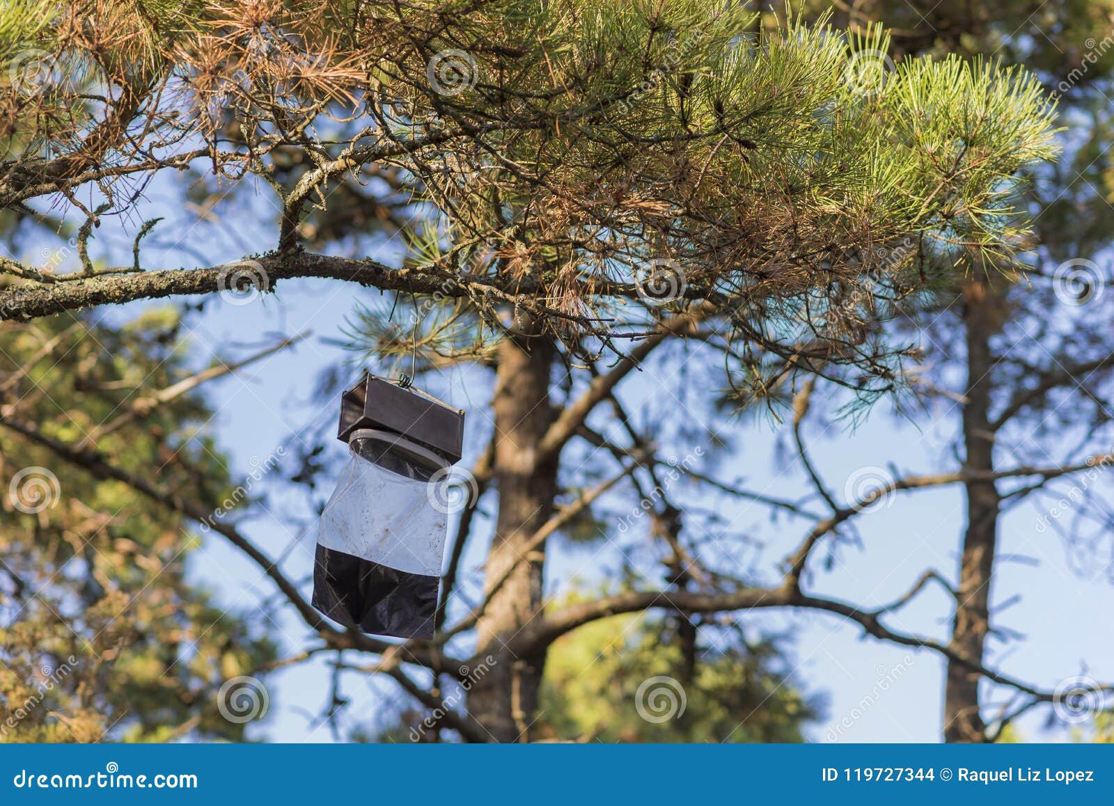 Insect trap in a tree. stock photo. Image of pest, insecticide - 119727344