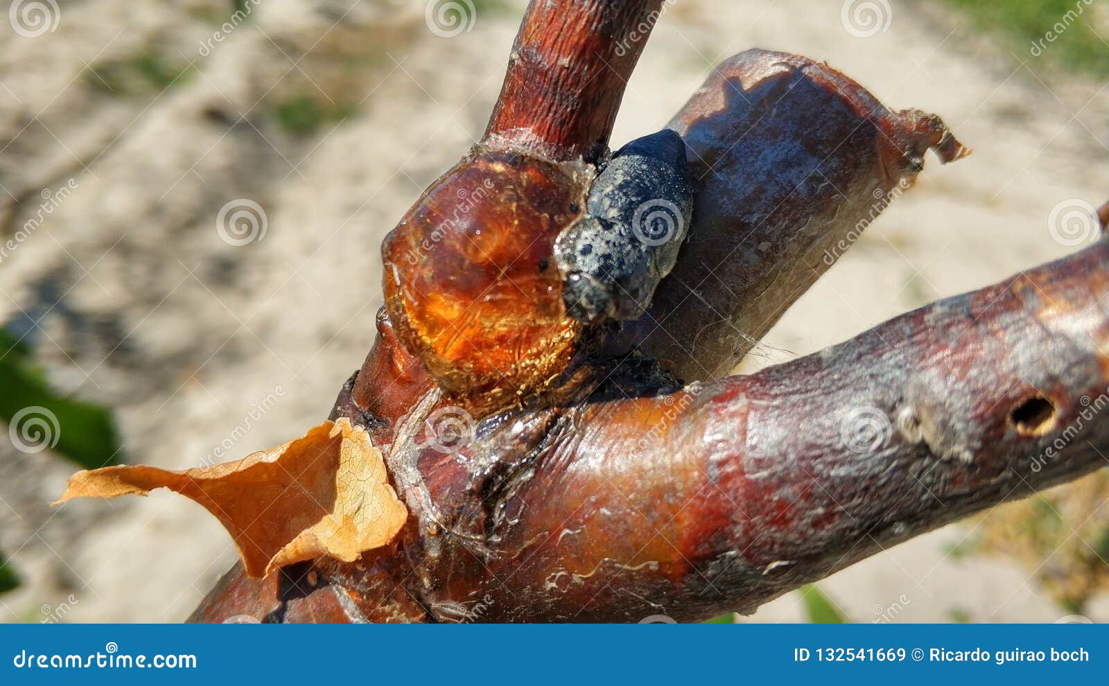 Insec 4 stock image. Image of trapped, insec, tree, insect - 132541669