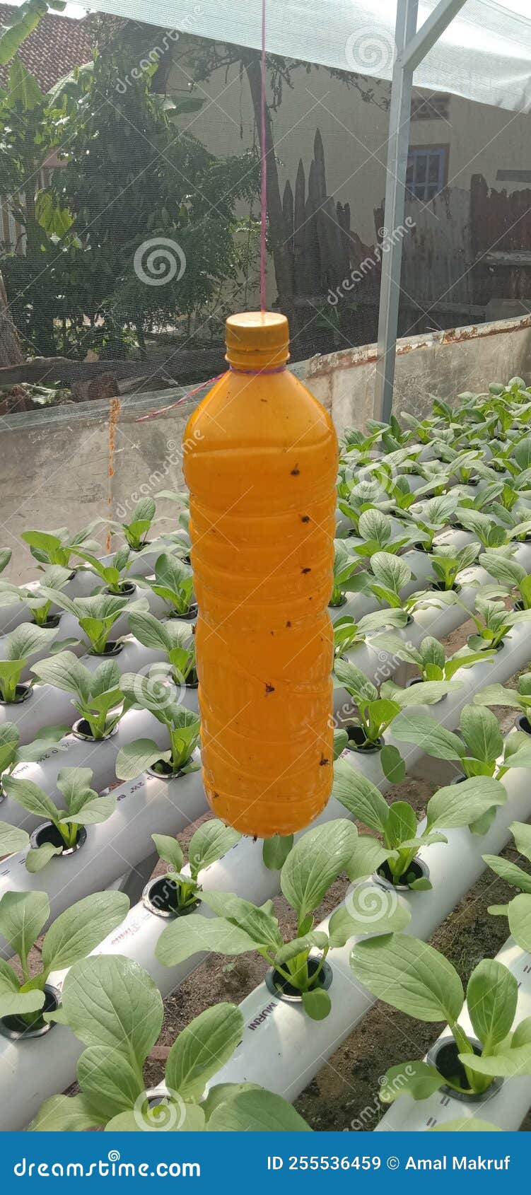 Insect Traps with Environmentally Friendly Methods Stock Image - Image ...