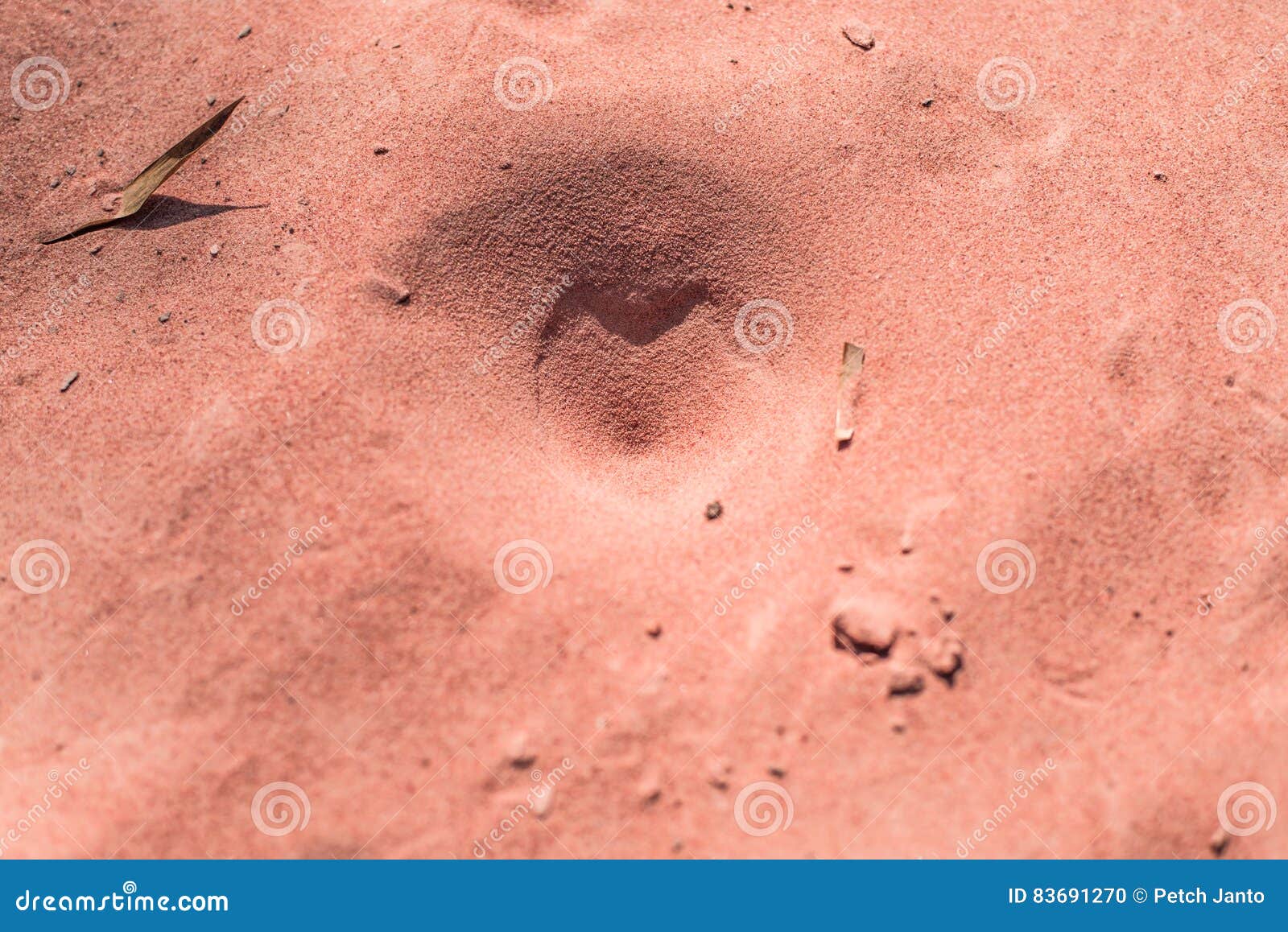 Insect traps in the sand. stock photo. Image of predator - 83691270