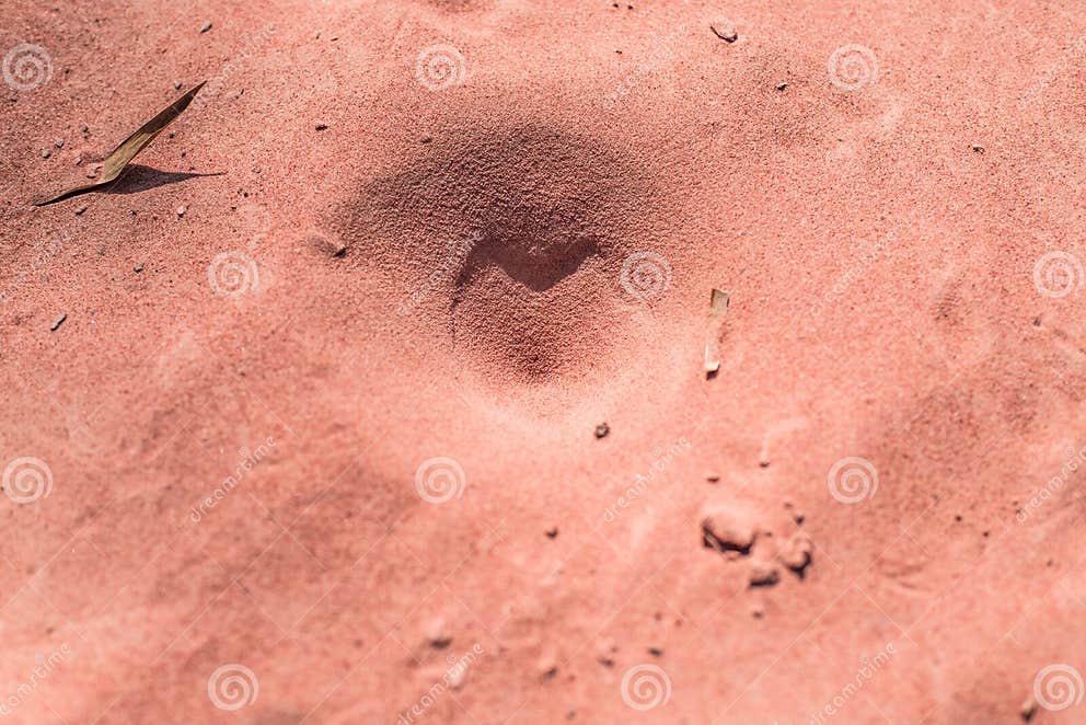 Insect traps in the sand. stock photo. Image of predator - 83691270
