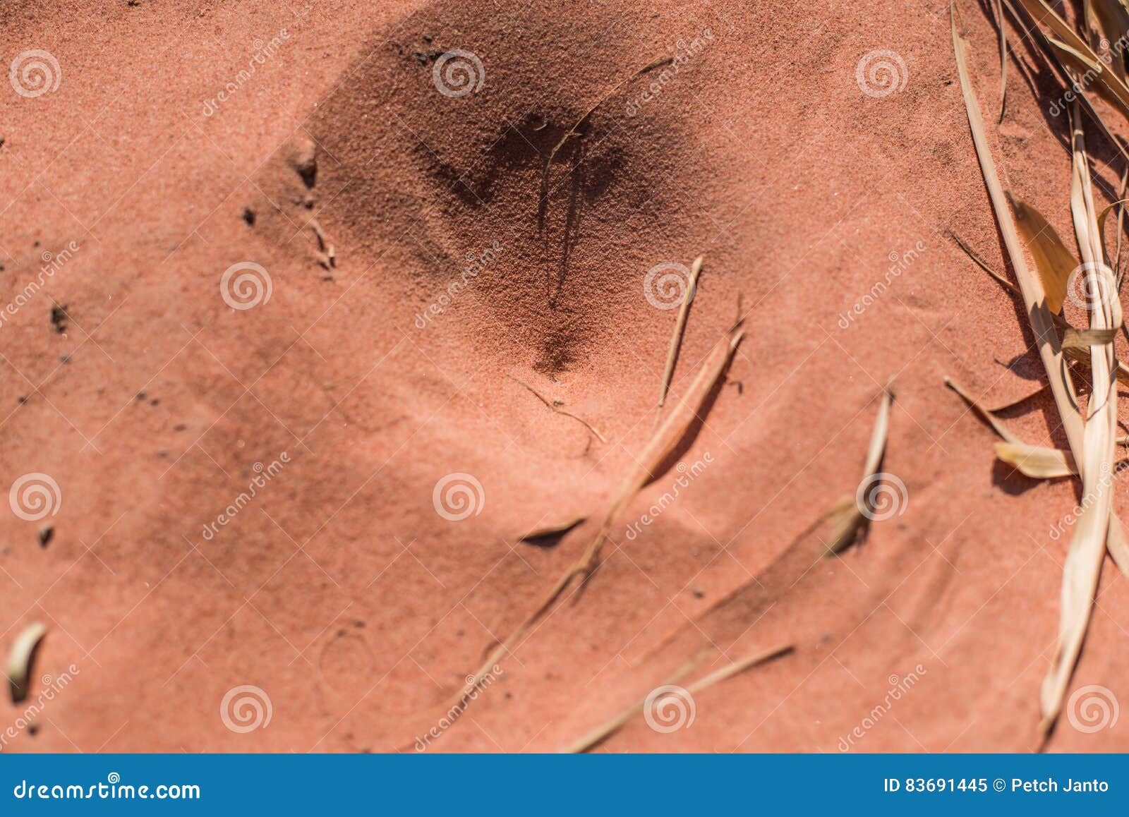 Insect traps in the sand. stock image. Image of environment - 83691445