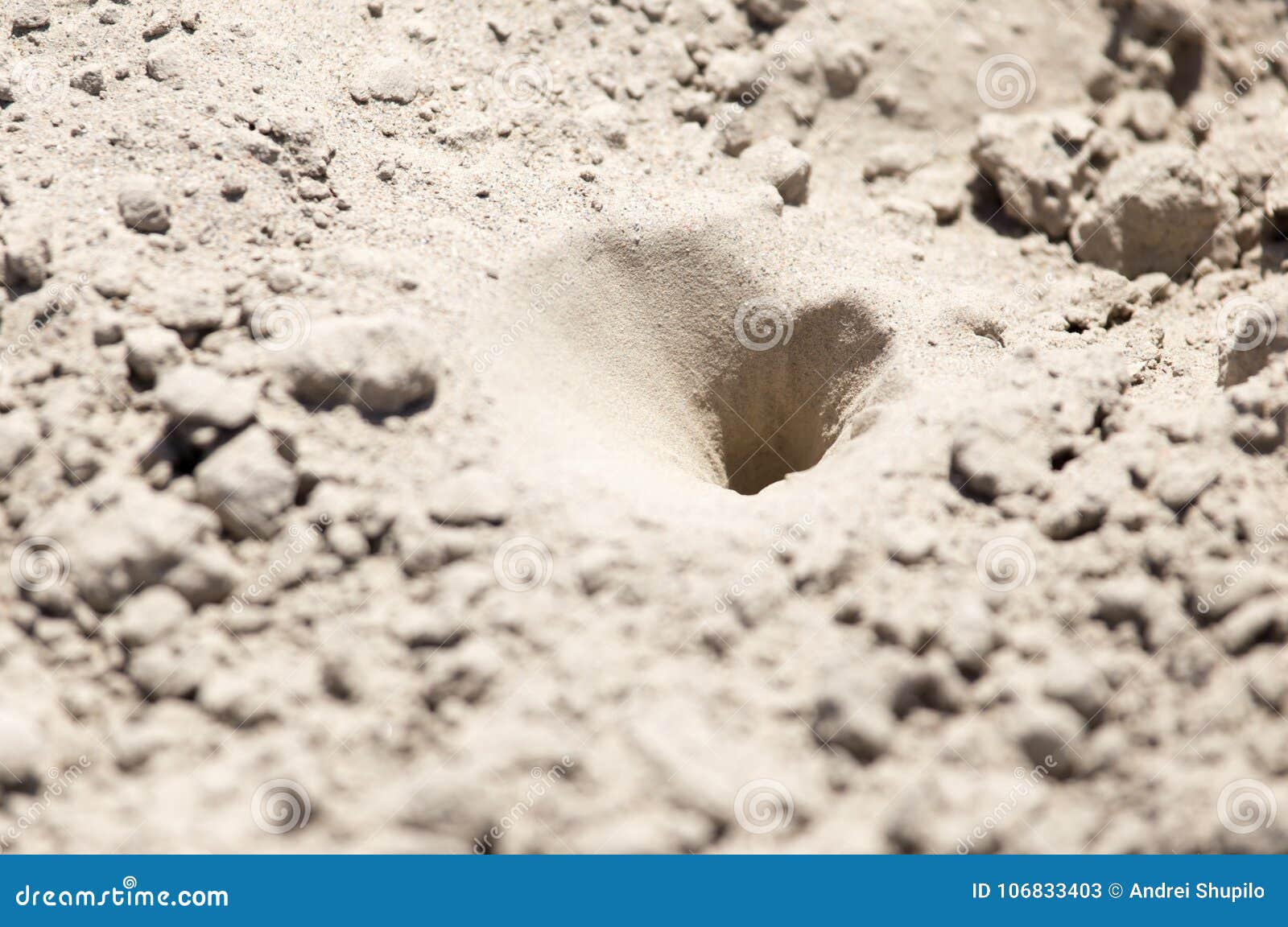 Insect traps in the sand stock image. Image of formicarius - 106833403