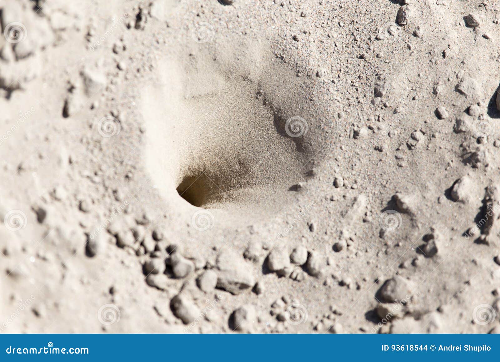 The Insect Traps Of Nepenthes Mirabilis Royalty-Free Stock Image ...