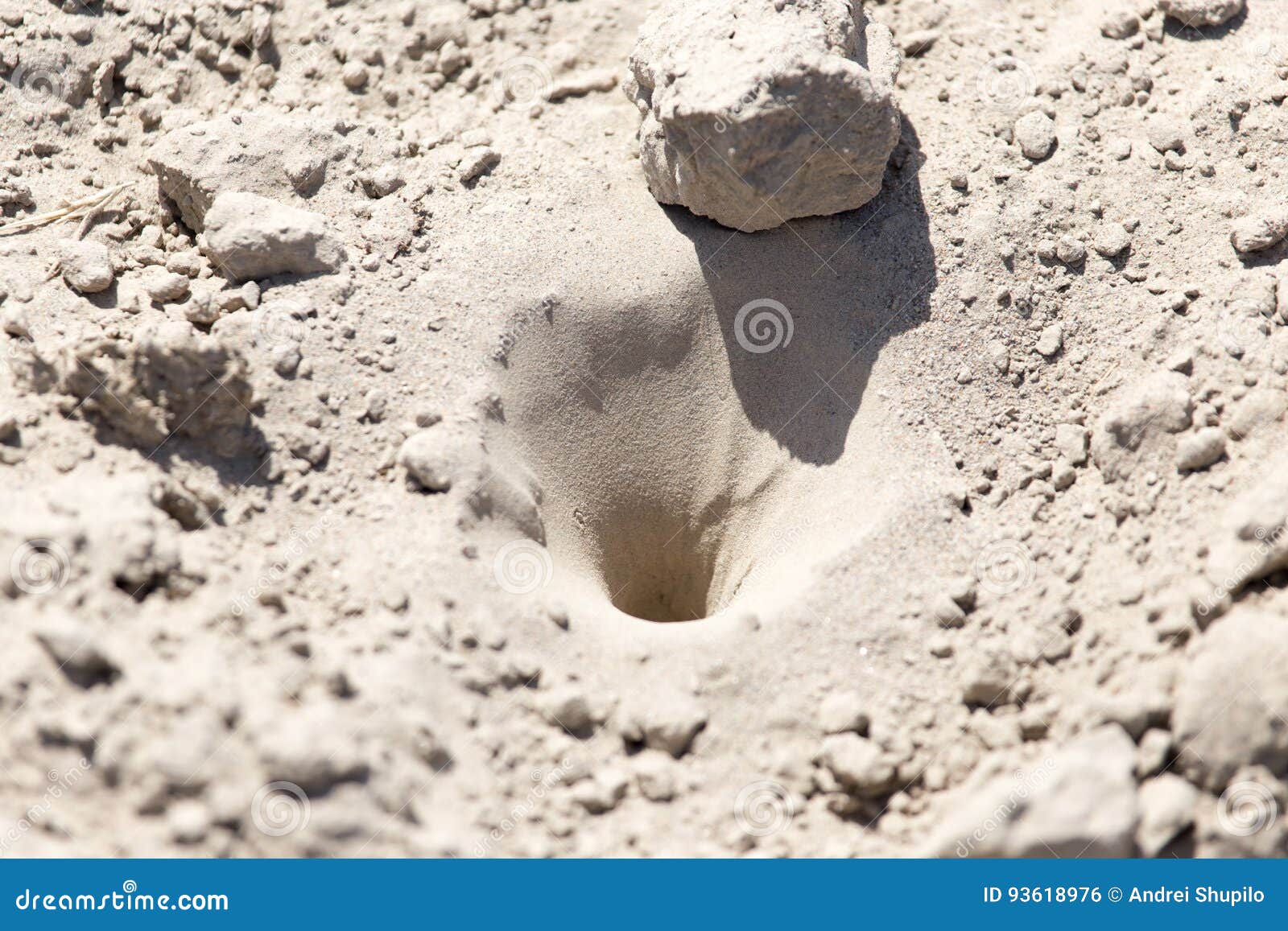 Insect traps in the sand stock photo. Image of animal - 93618976