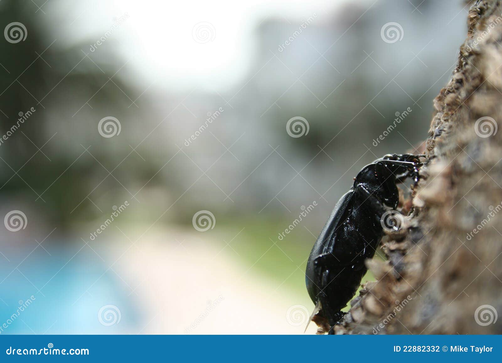 Insect on tree stock photo. Image of branch, black, crawling - 22882332