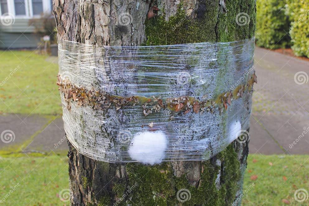 Insect Tree Band stock image. Image of larvae, bugs, cankerworms - 22369047