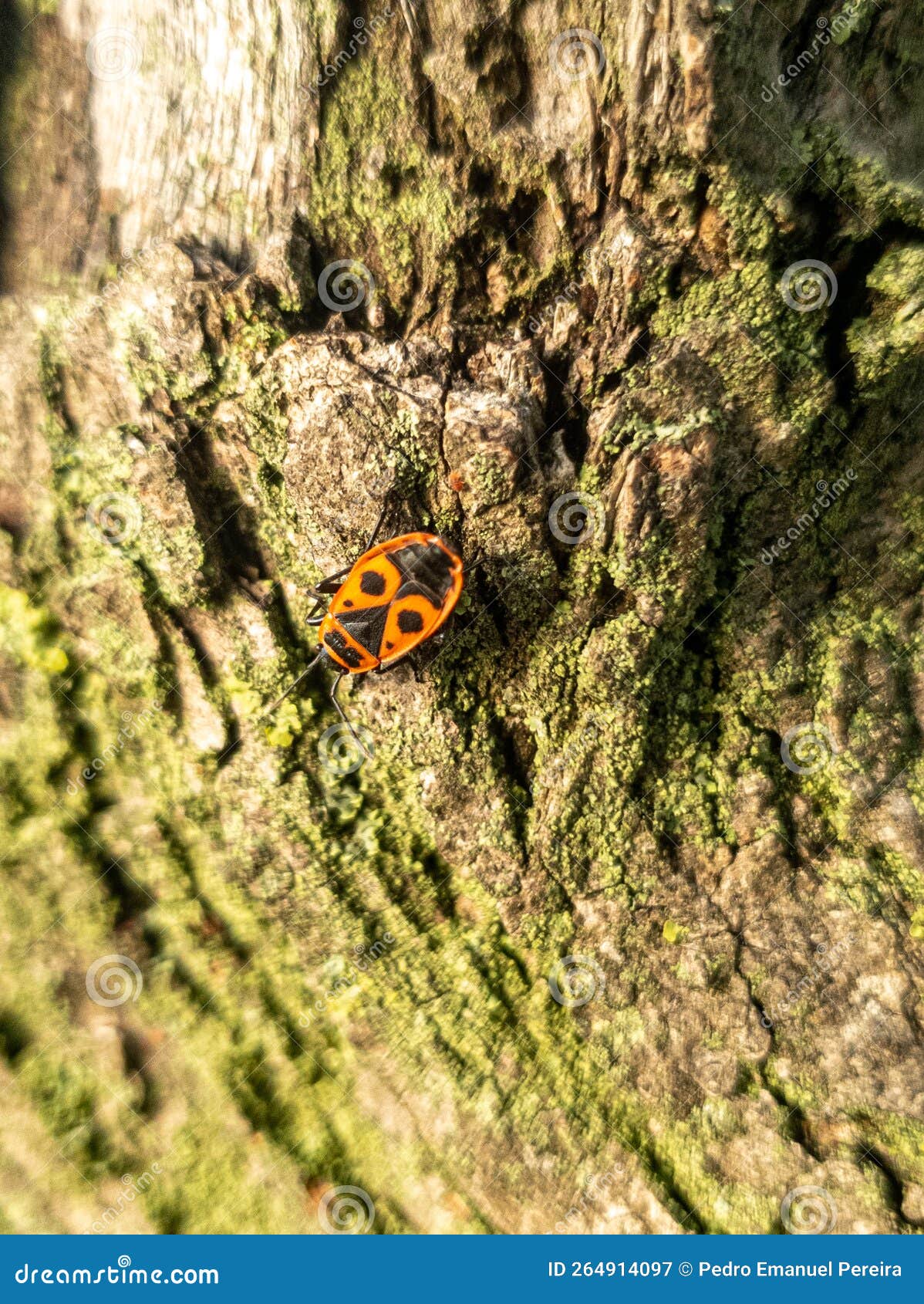 An Insect on Tree Bark Pyrrhocoris Apterus Stock Image - Image of soil ...