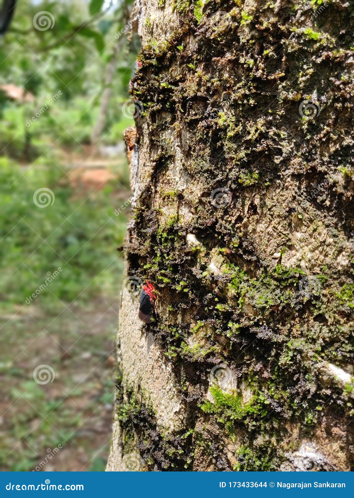 Tree bark - a closer look stock photo. Image of look - 173433644