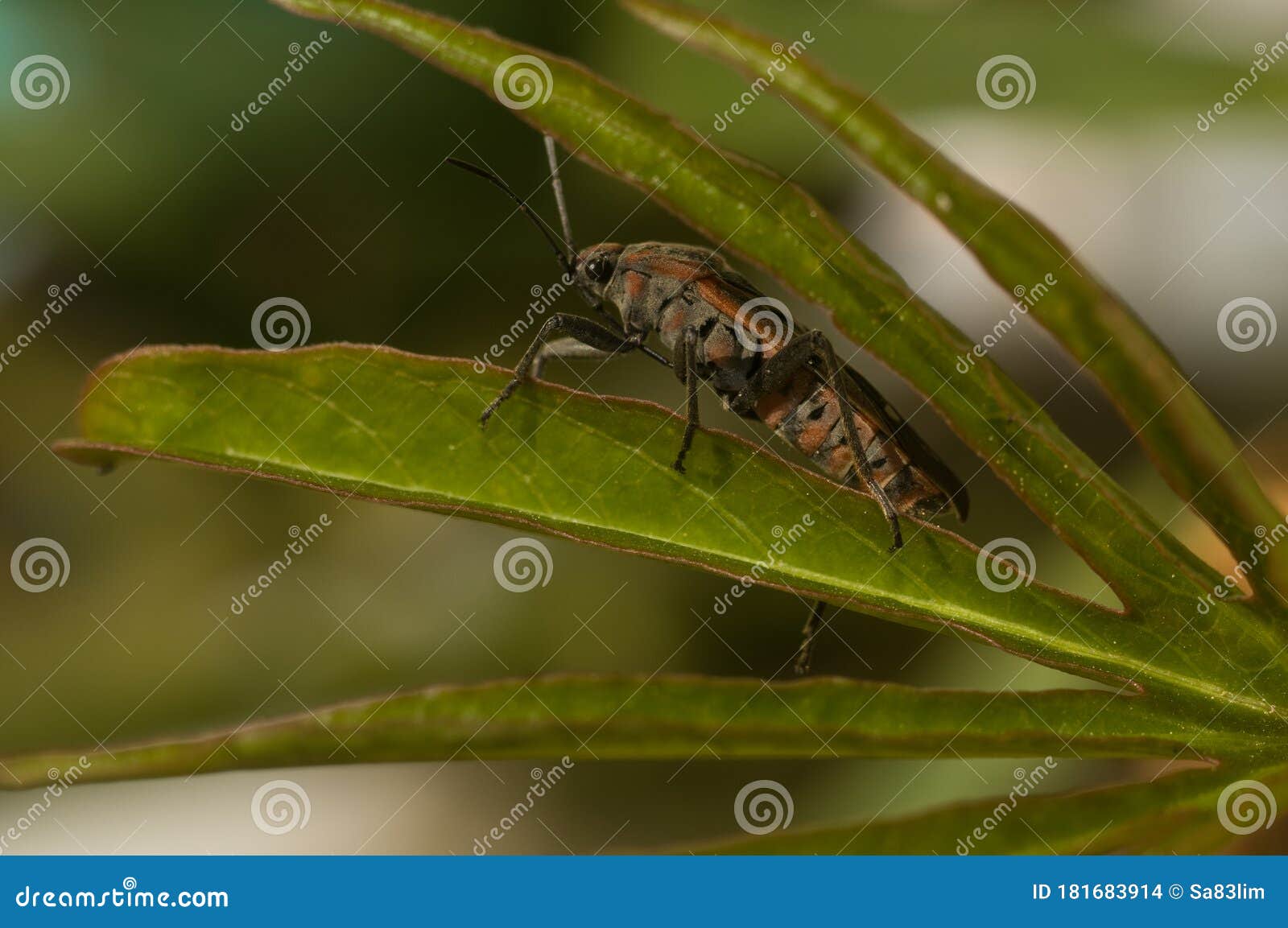 Insect on tree leave stock photo. Image of creepy, tree - 181683914