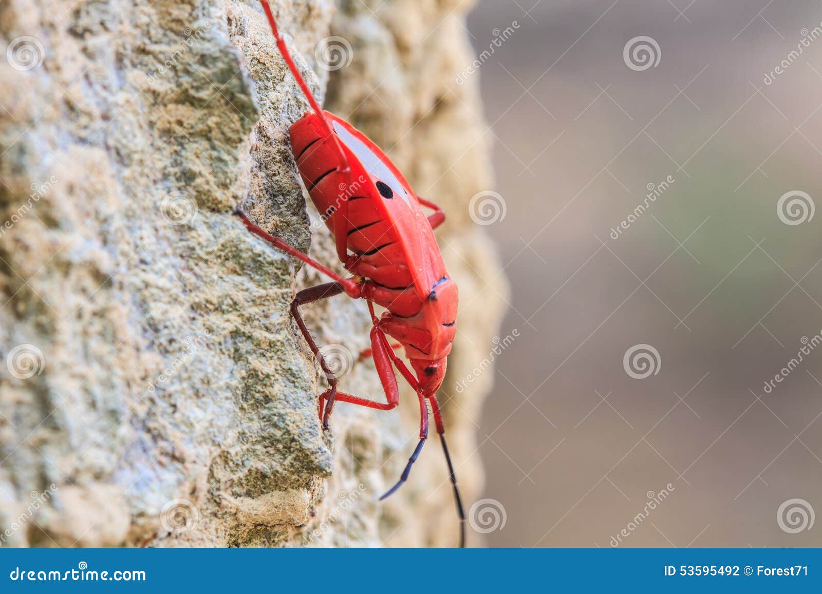 Sycanus Genus Stock Photos - Free & Royalty-Free Stock Photos from ...