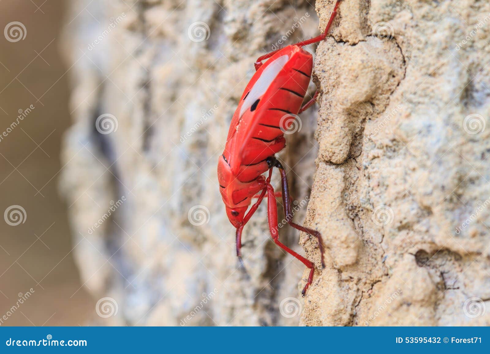 Insect on Tree in Sycanus Genus Stock Photo - Image of life, closeup ...