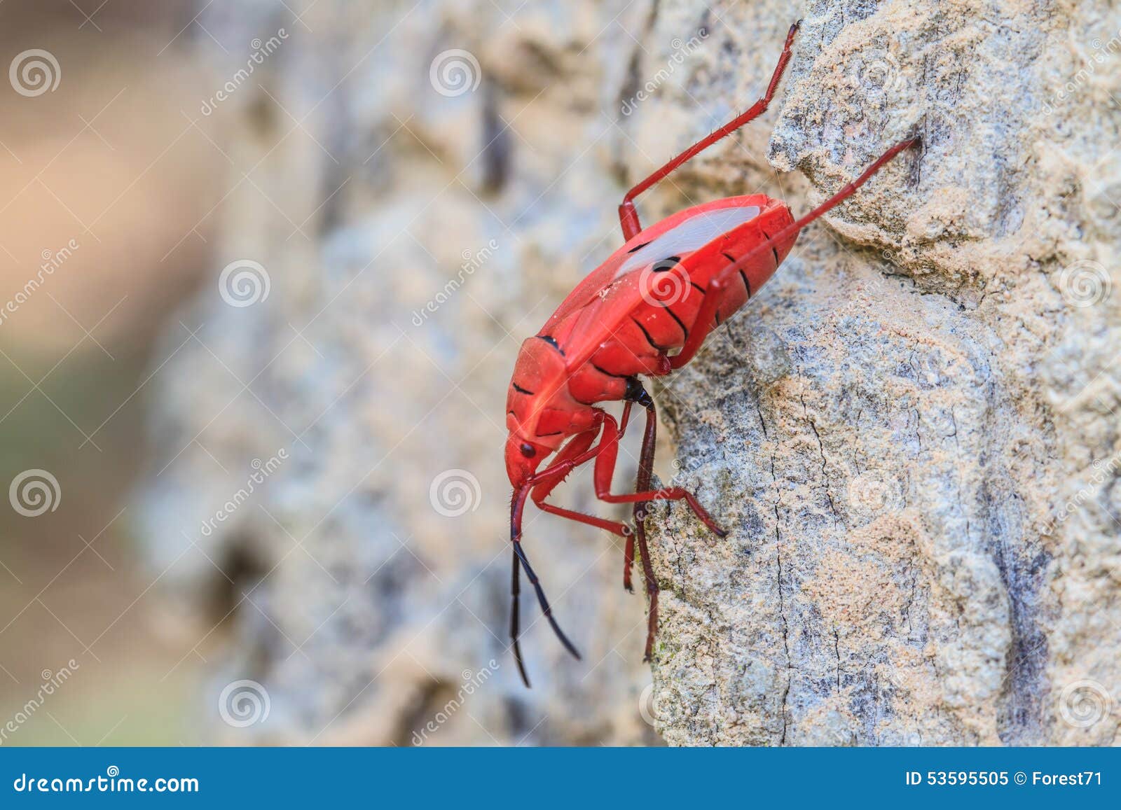 Insect on Tree in Sycanus Genus Stock Image - Image of katydid, color ...