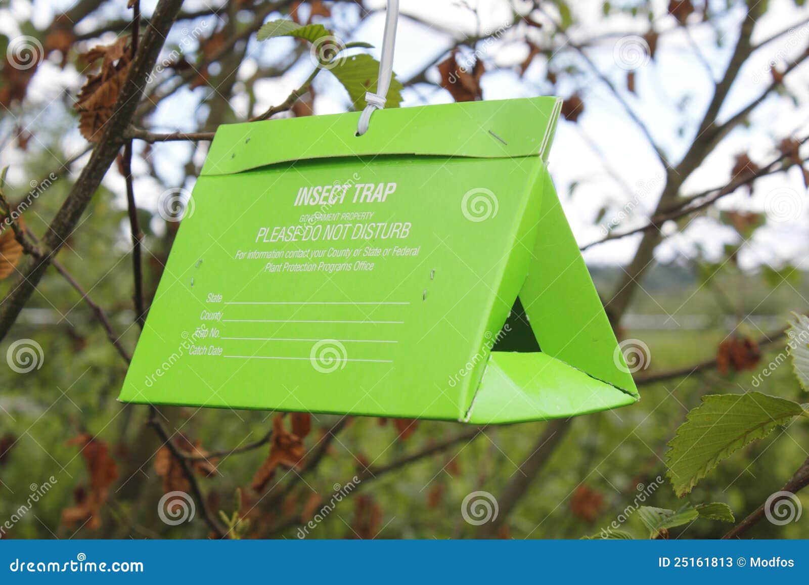An Insect Tree Trap stock image. Image of leaves, damage - 25161813