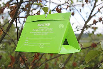 An Insect Tree Trap stock image. Image of leaves, damage - 25161813