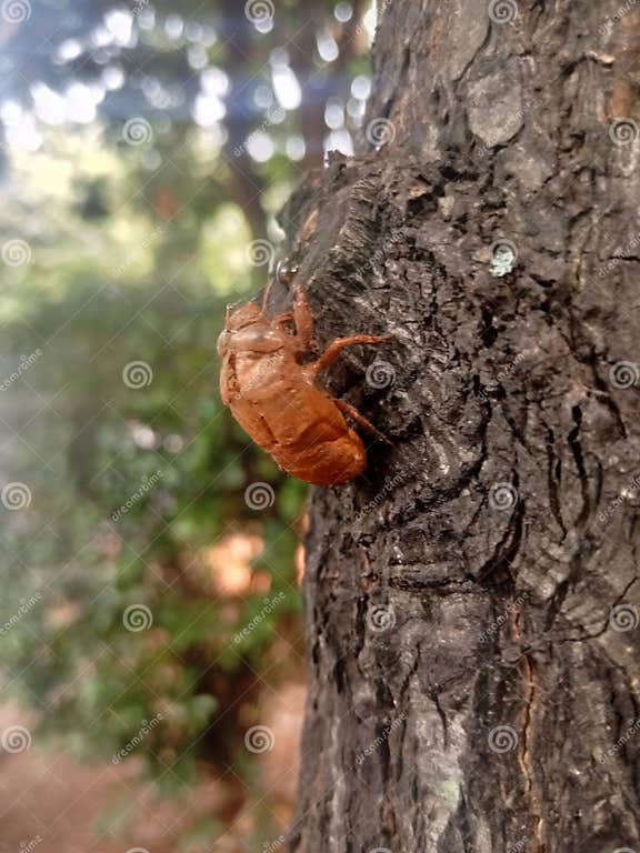 Insect on trees stock image. Image of tree, insect, trees - 328768323