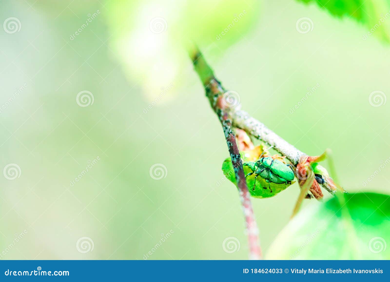 Insect on a trees stock image. Image of damselfly, wing - 184624033
