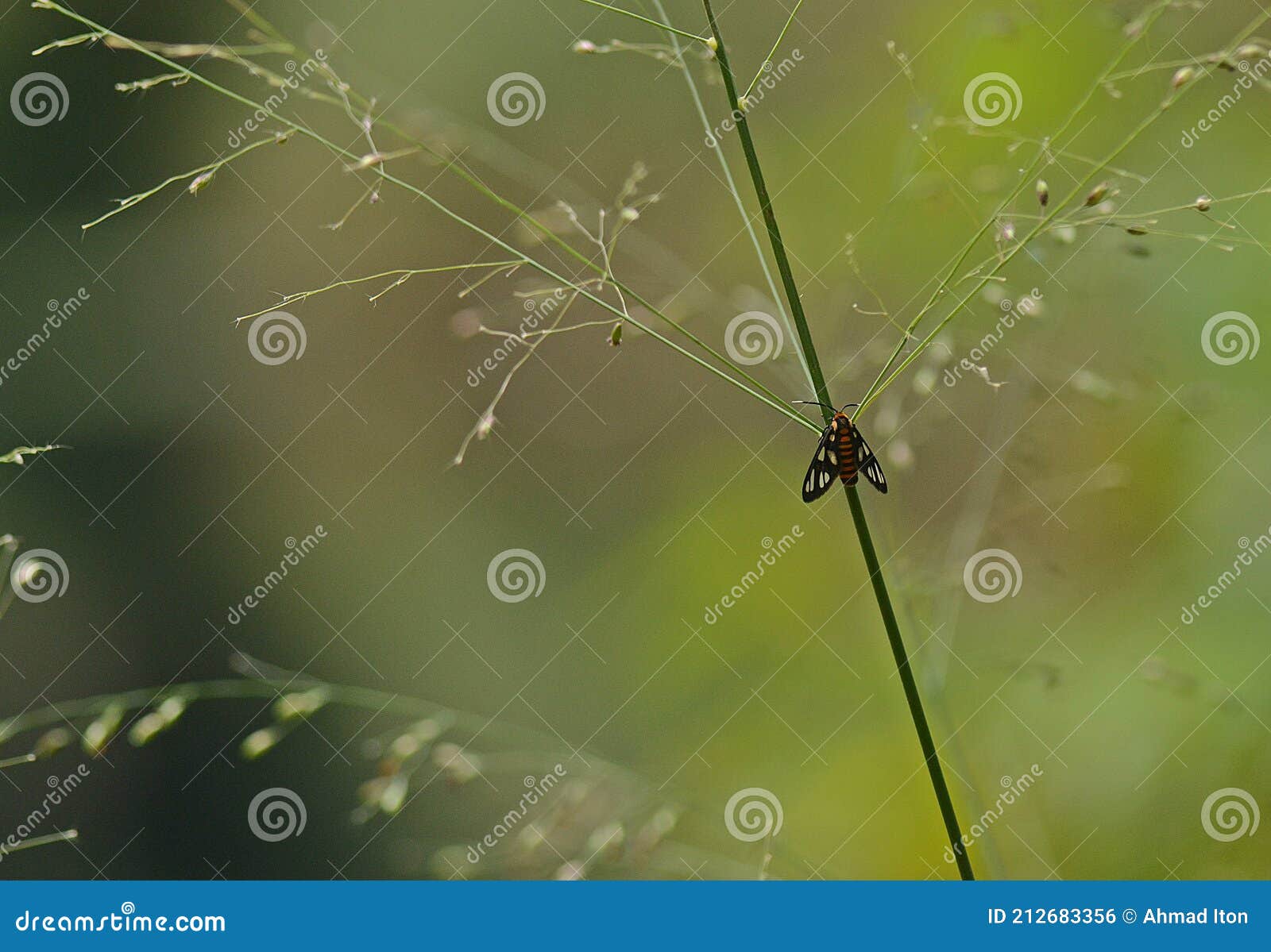 Insect on twig stock photo. Image of insect, twig, nature - 212683356