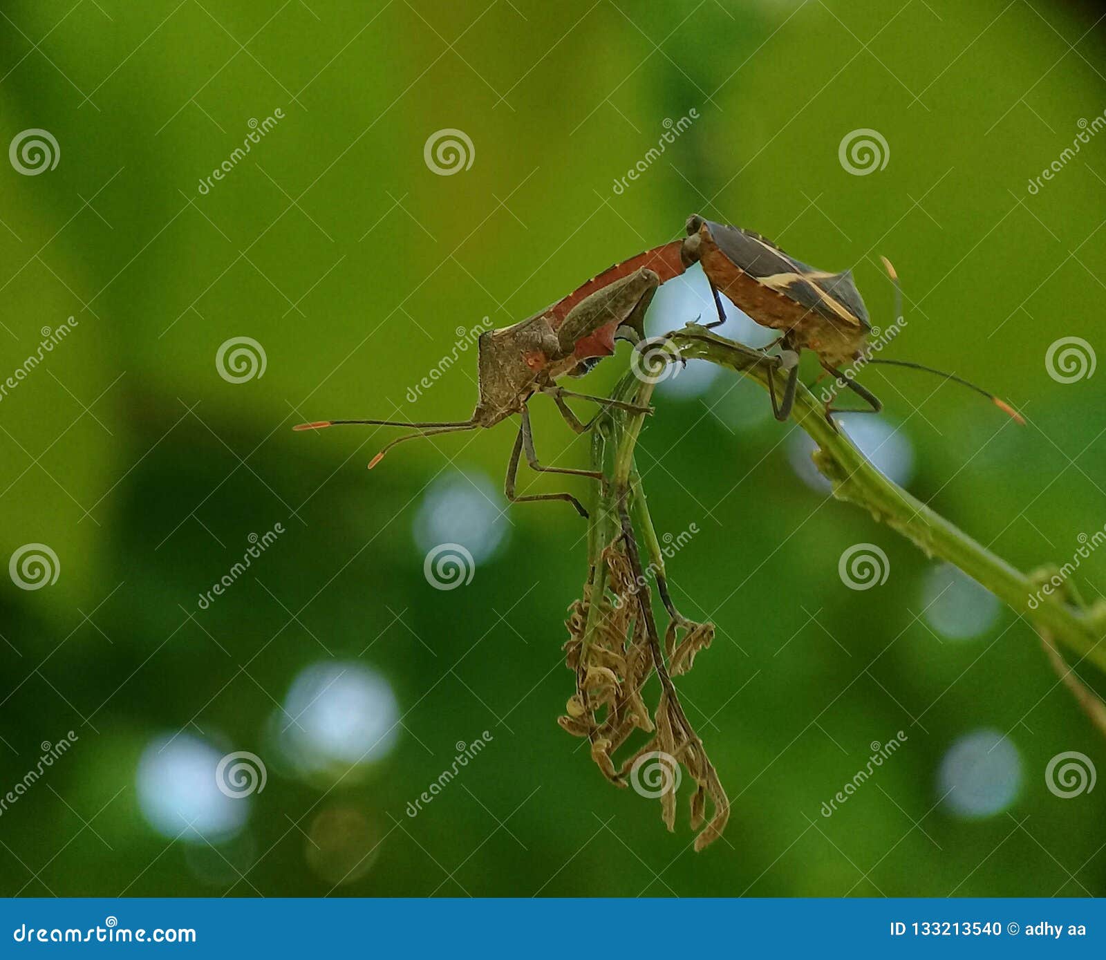 Insect stock photo. Image of happy, insect, animal, love - 133213540