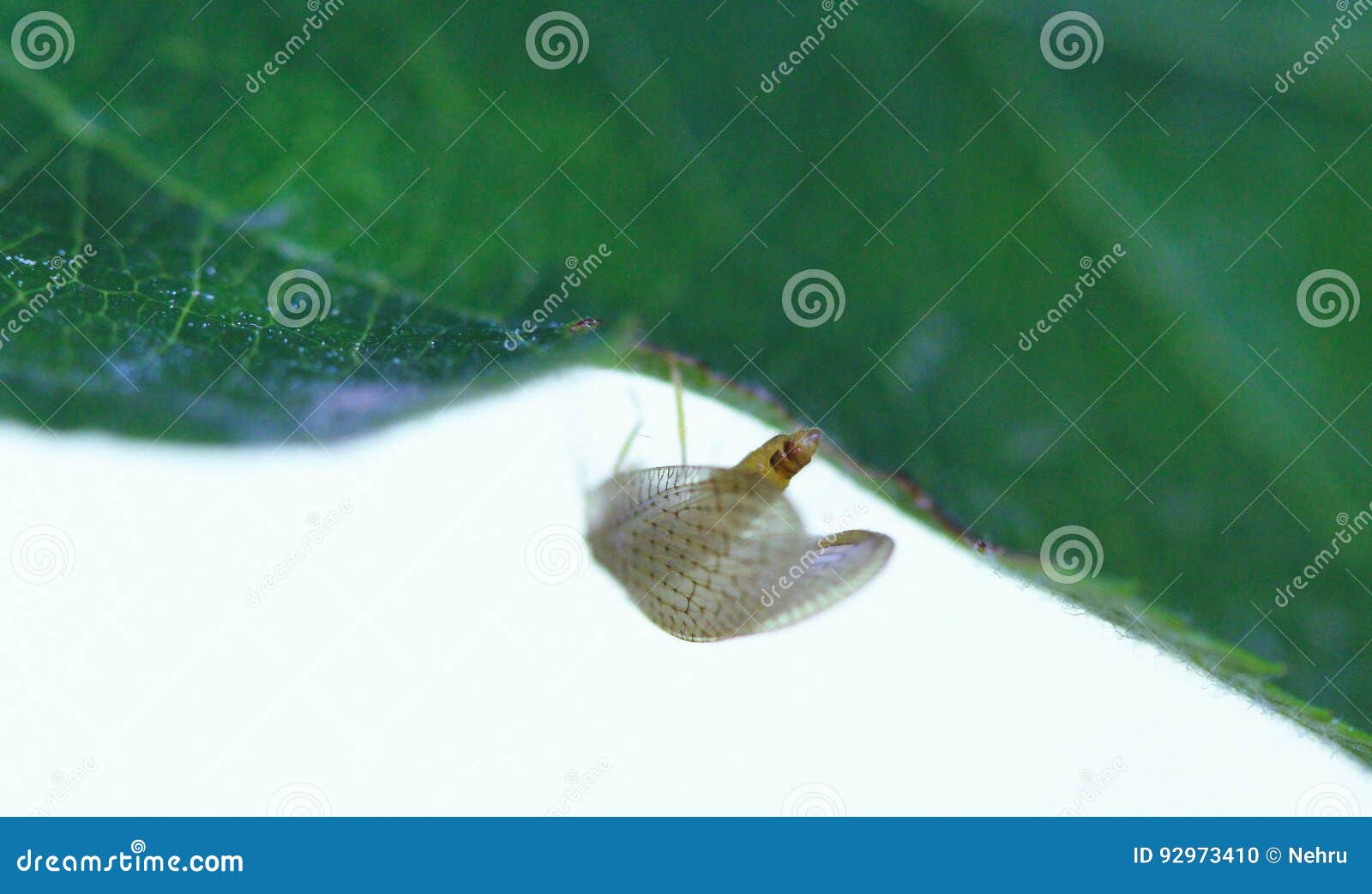 Insect under an apple leaf stock photo. Image of agriculture - 92973410