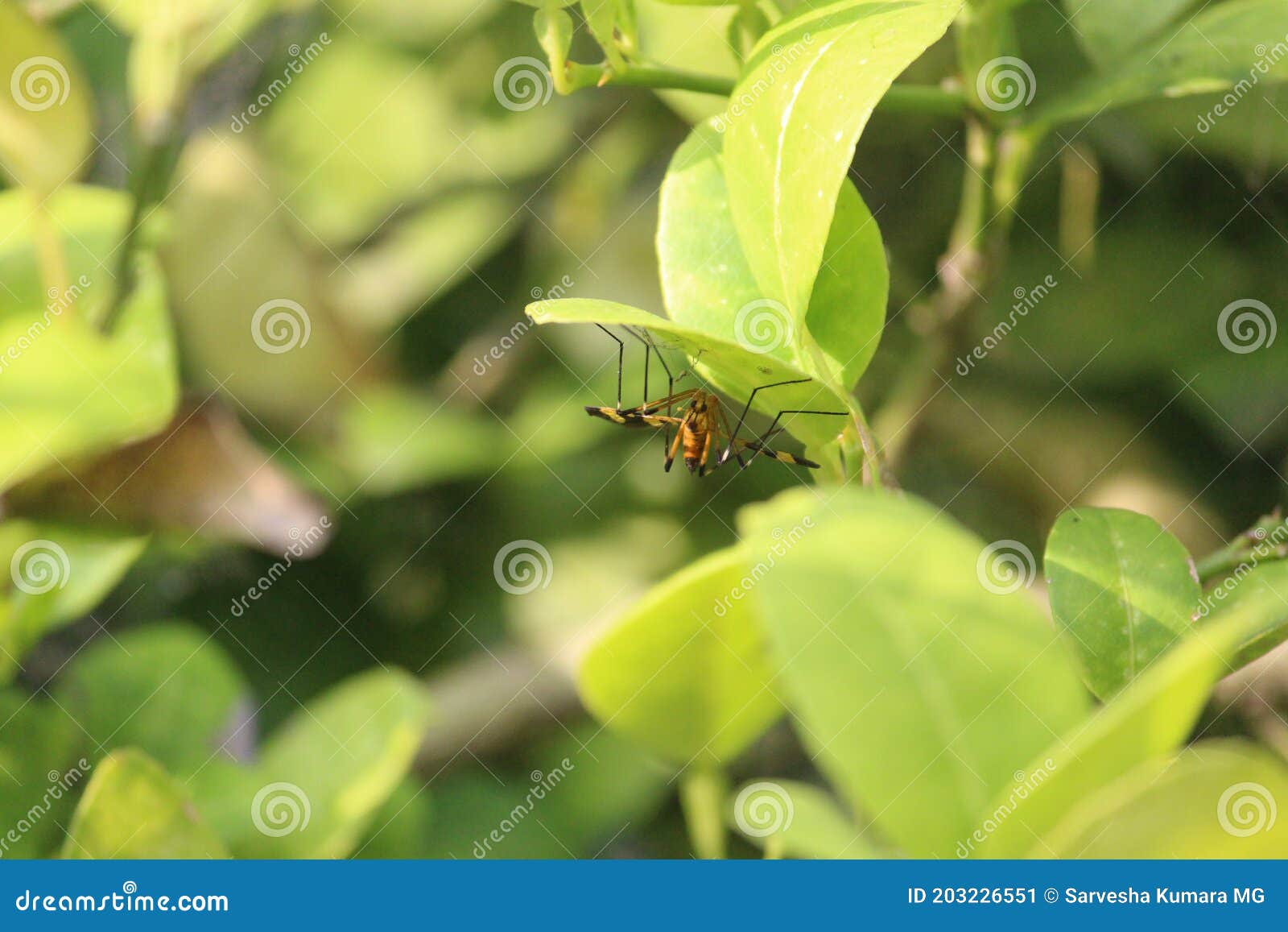 An Insect is Under the Leaf of a Wild Plant. Shade of the Creature is ...