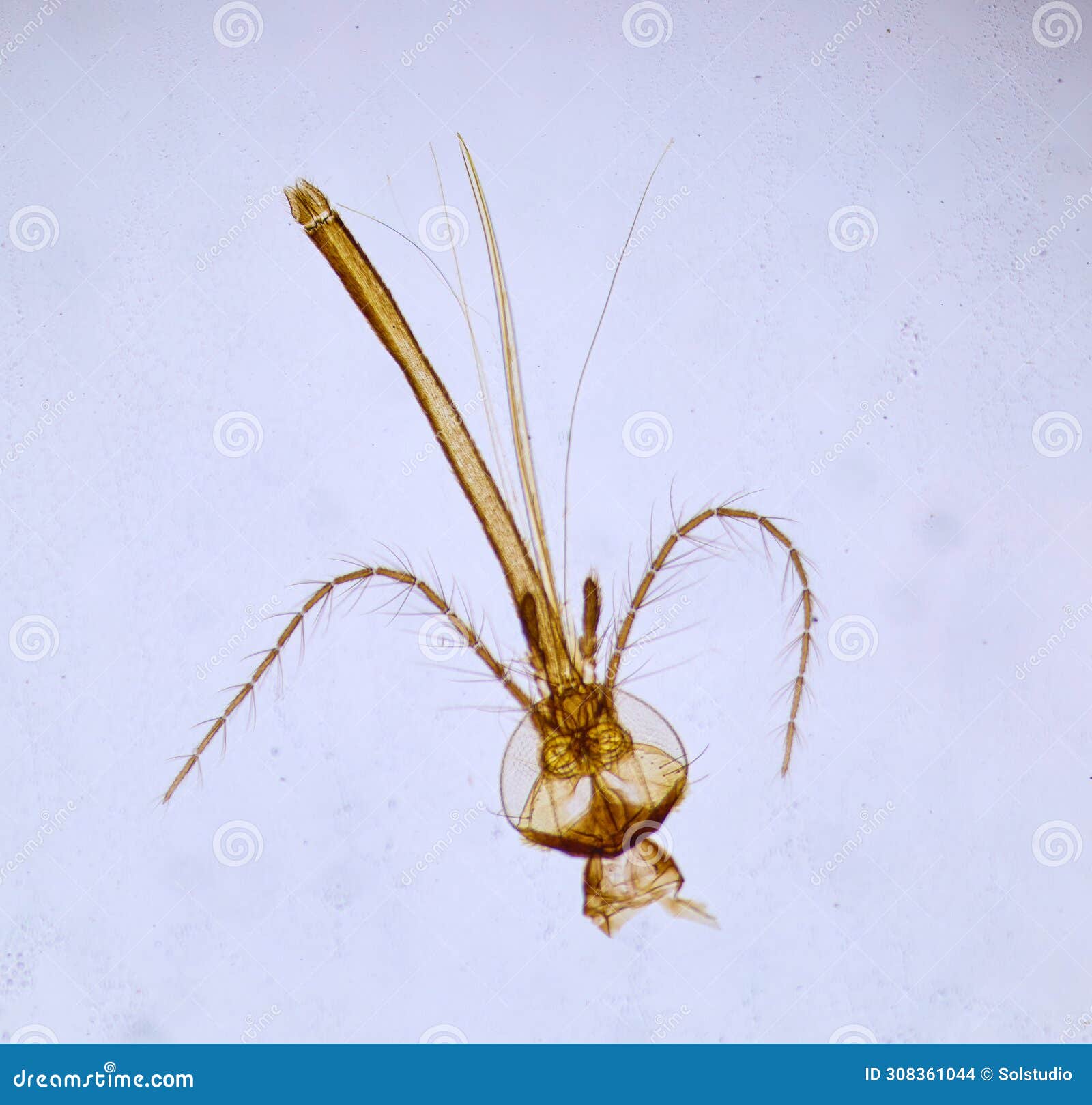 Insect under a microscope stock photo. Image of microscope - 308361044