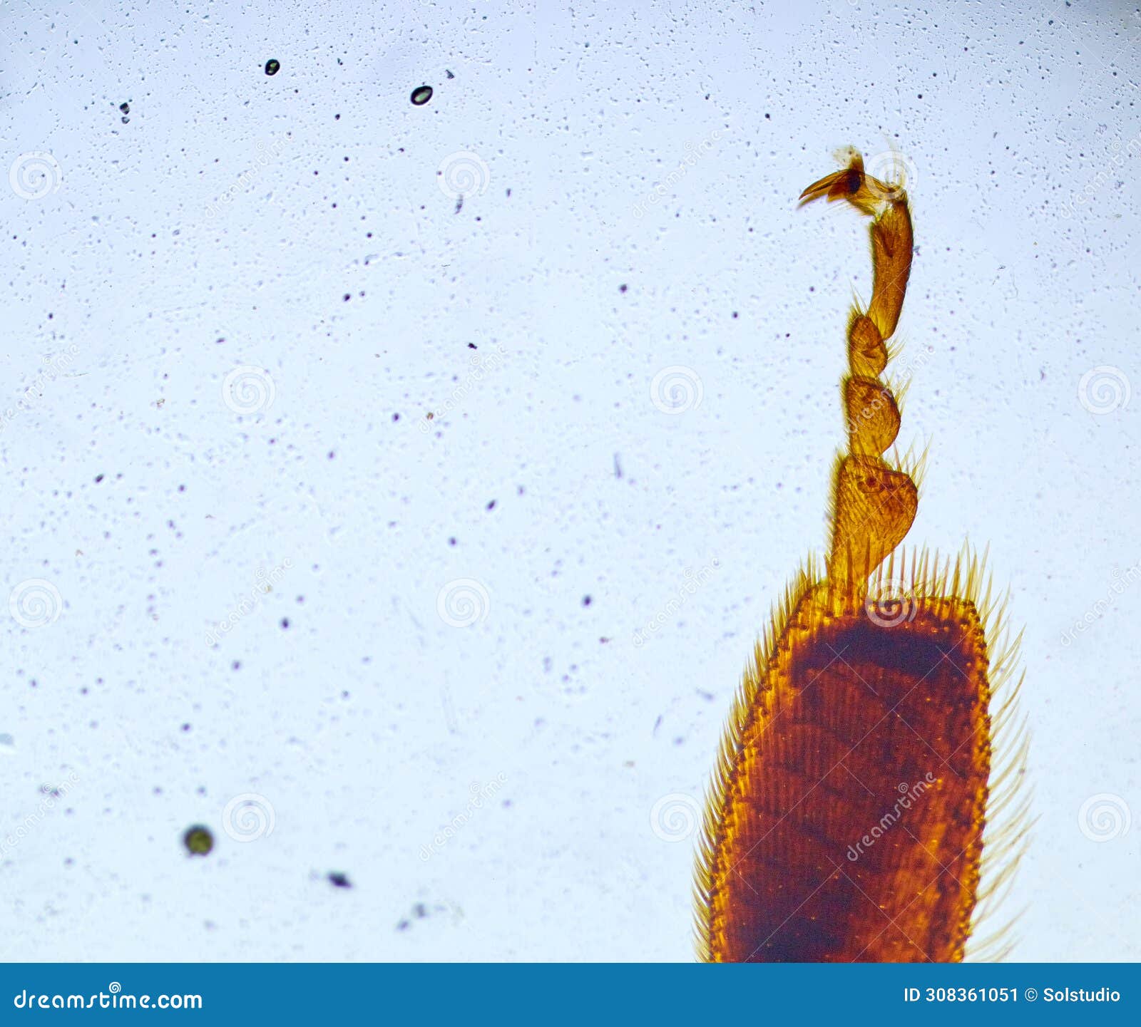 Insect under a microscope stock image. Image of magnification - 308361051