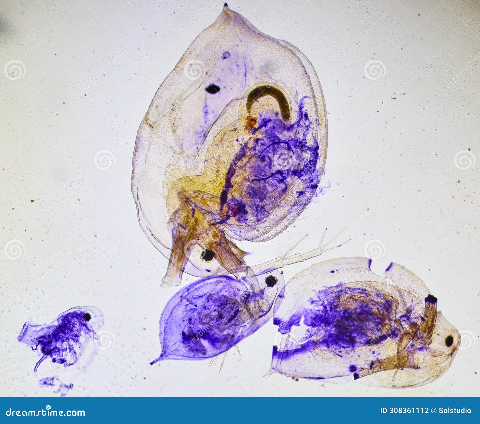 Insect under a microscope stock photo. Image of parasite - 308361112